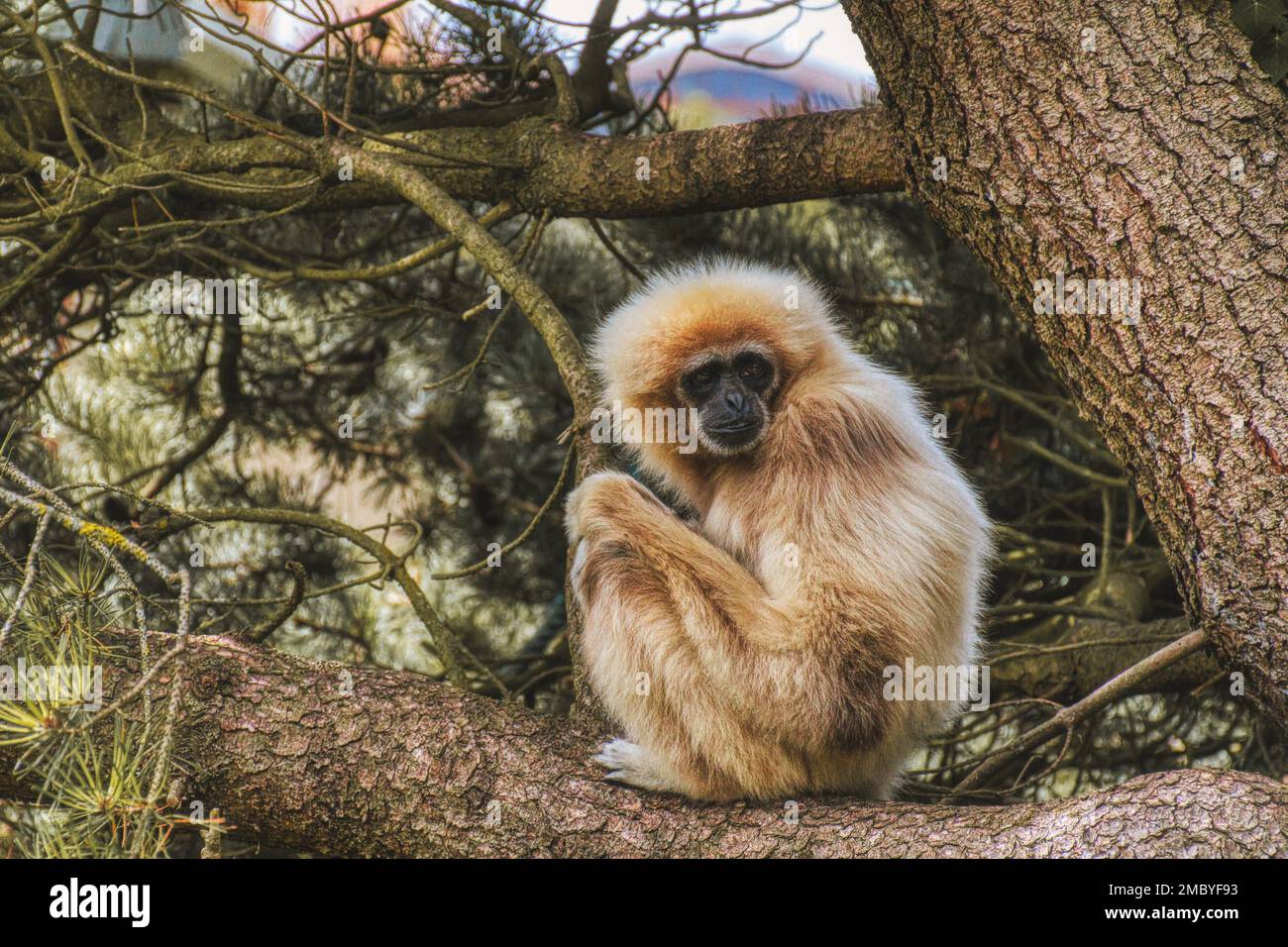 Lar Gibbon Monkey sitting in a tree Stock Photo - Alamy