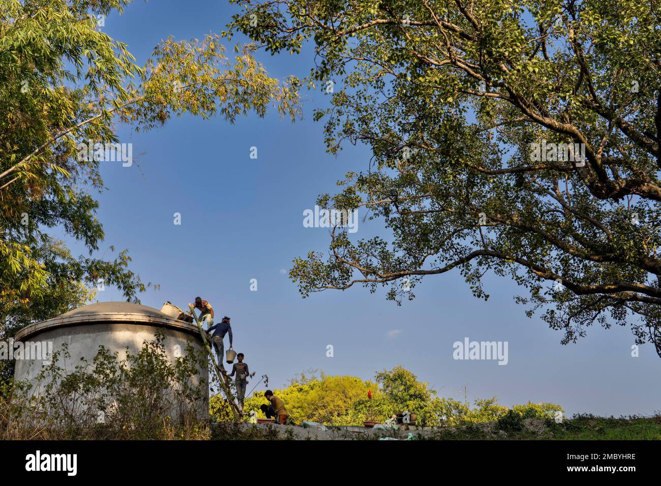 A construction crew works next to a large peepul tree in Hungloh ...