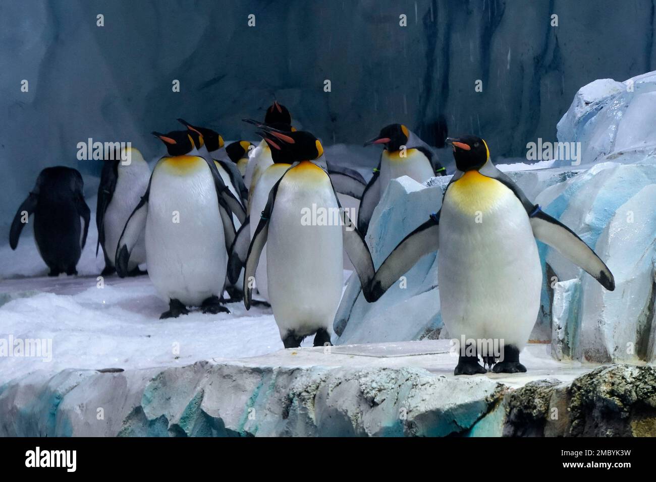 FILE -King penguins walk at the Polk Penguin Conservation Center at the ...