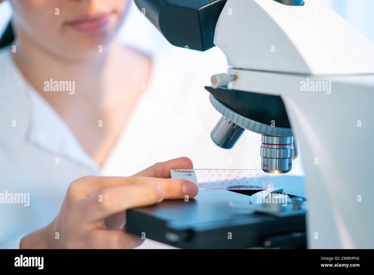 young woman in medical laboratory examining biopsy samples under ...