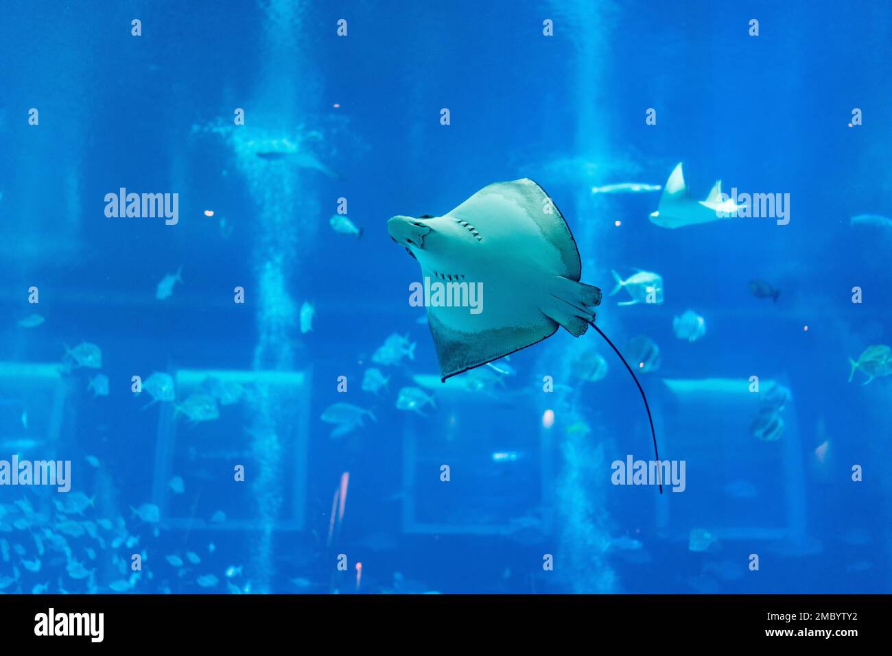 Resort world sentosa aquarium hi-res stock photography and images - Alamy