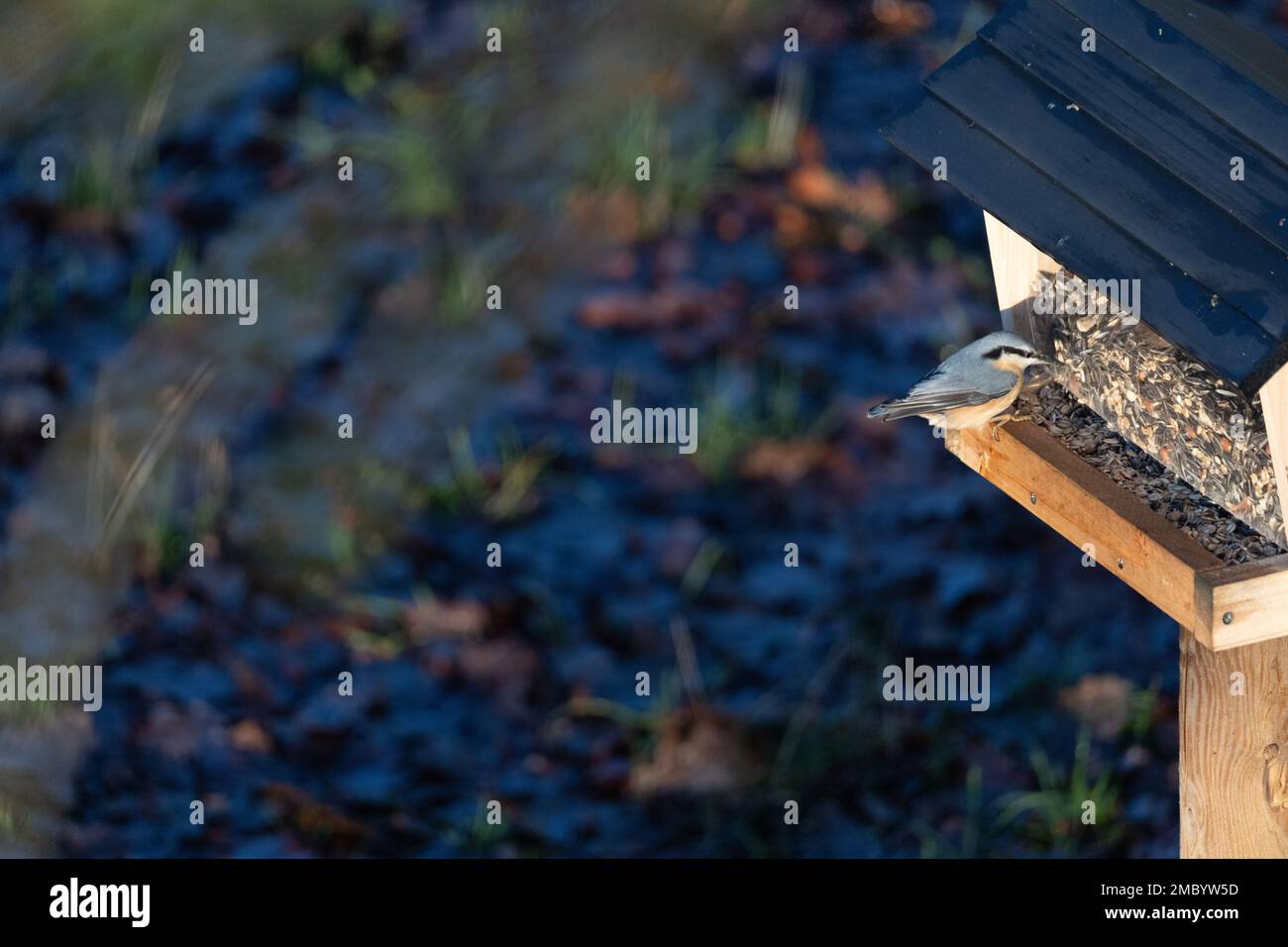 Food bird birds small hi-res stock photography and images - Alamy