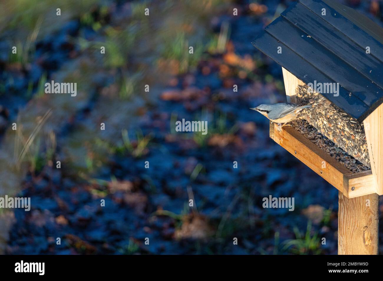 Food bird birds small hi-res stock photography and images - Alamy