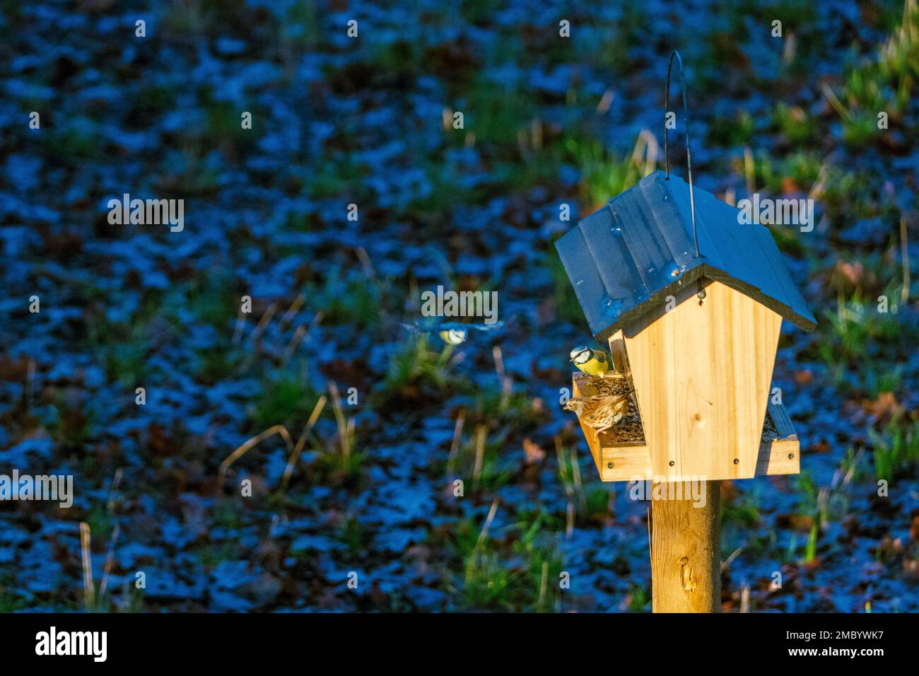 Birds eat food hi-res stock photography and images - Alamy