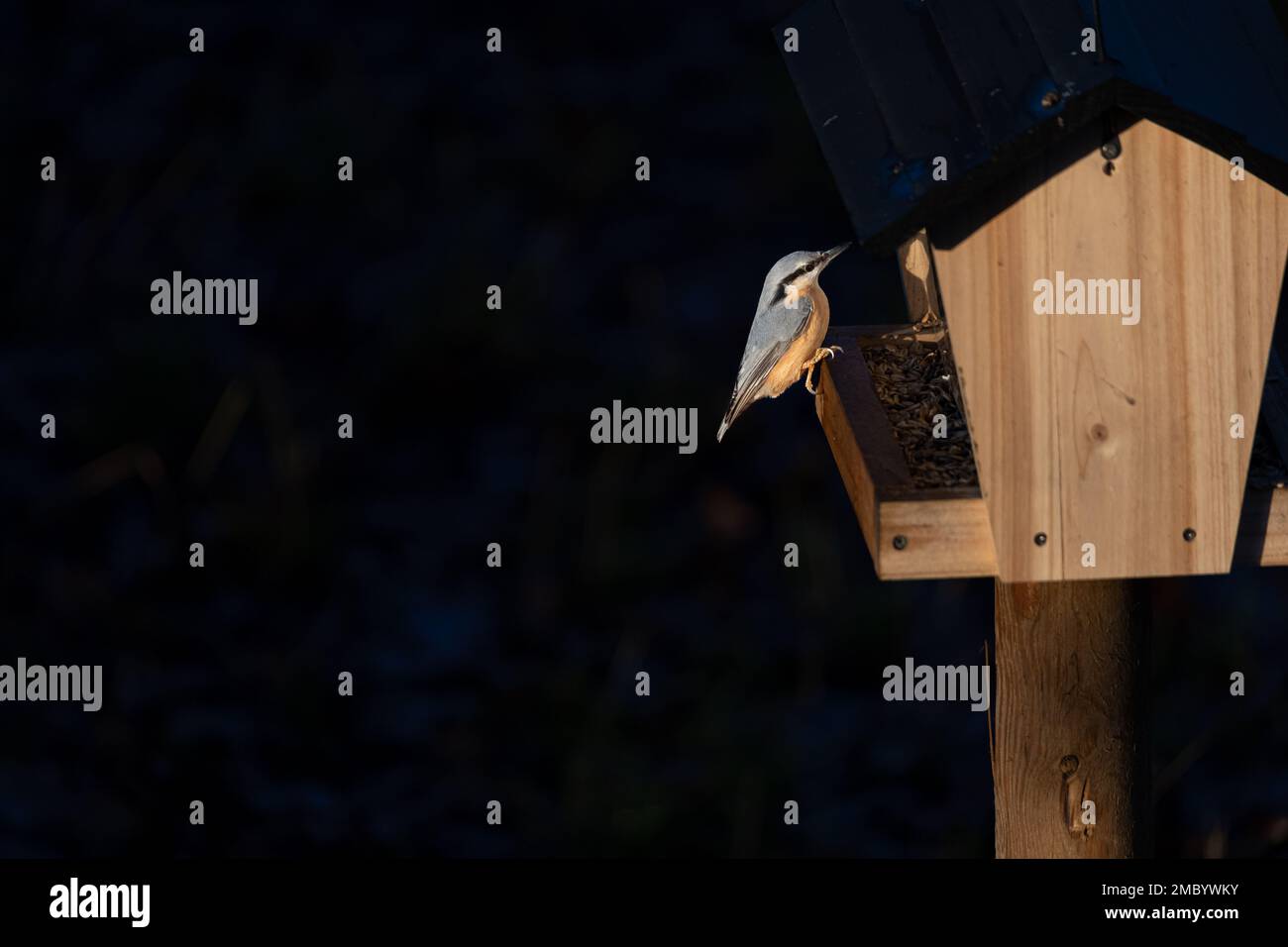 Food bird birds small hi-res stock photography and images - Alamy