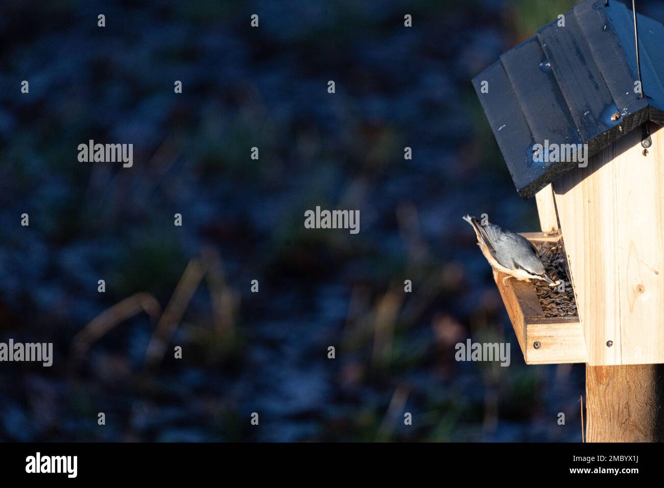 Food bird birds small hi-res stock photography and images - Alamy