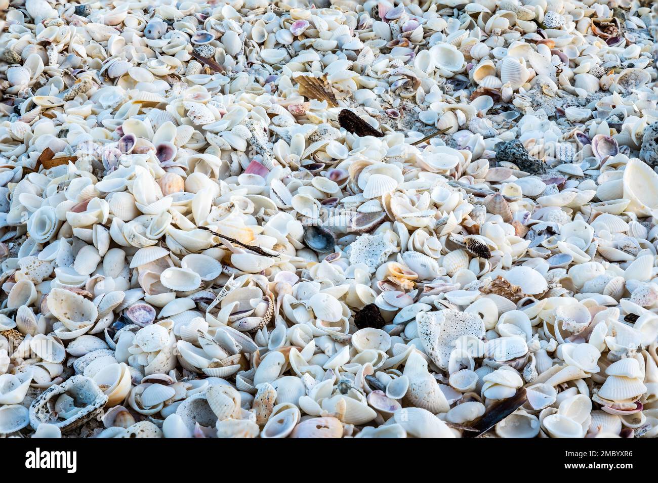 Full frame shot of sea shells on a Florida beach Stock Photo - Alamy