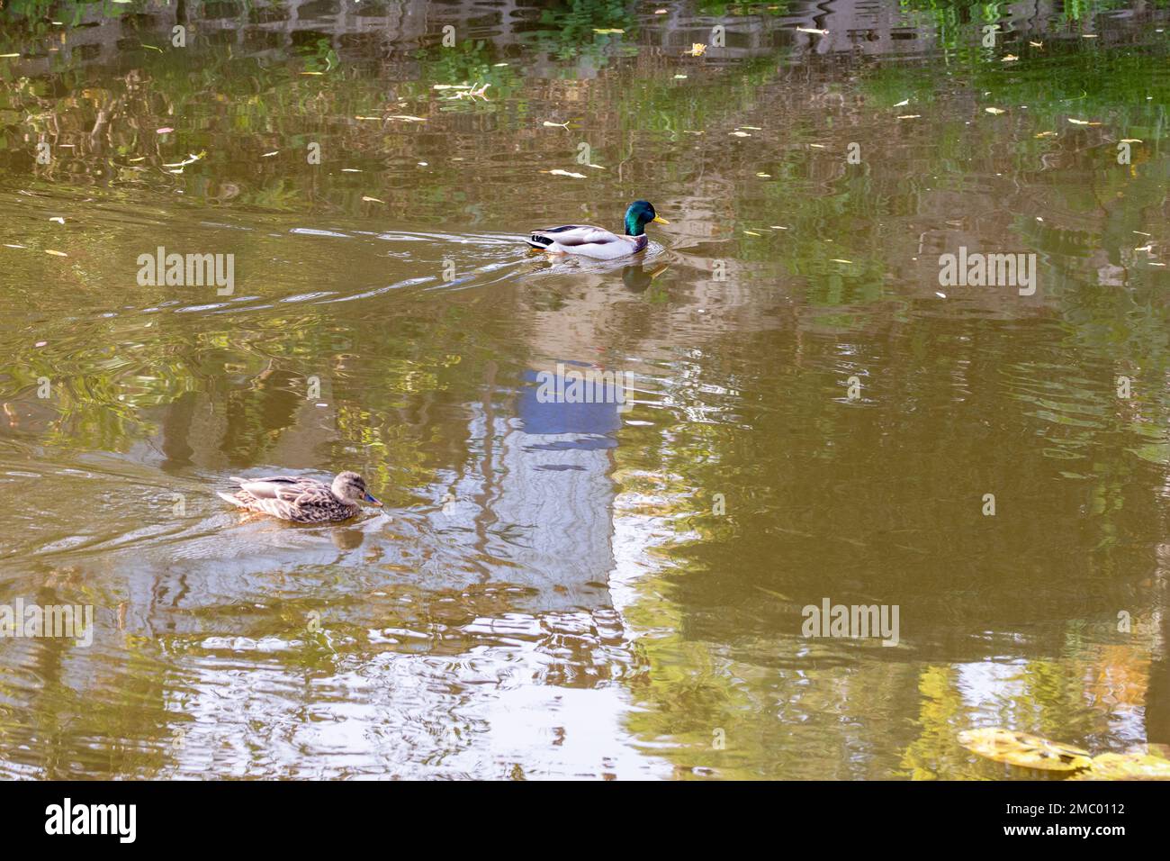 Birds ducks on spring river hi-res stock photography and images - Alamy