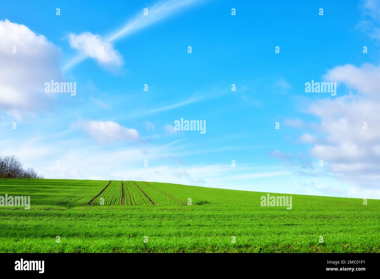 Green fields and blue skies. Green fields and blue sky in spring and ...