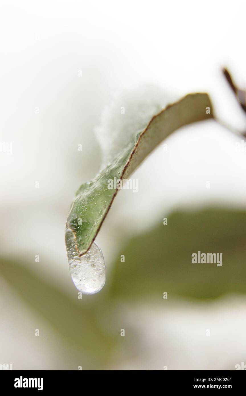 Drop of water frozen by the cold, hanging from a leaf, vertical format ...