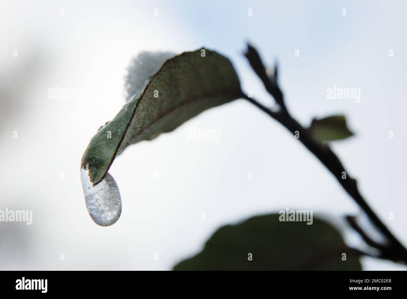 Drop of water frozen by the cold, hanging from a leaf, vertical format ...