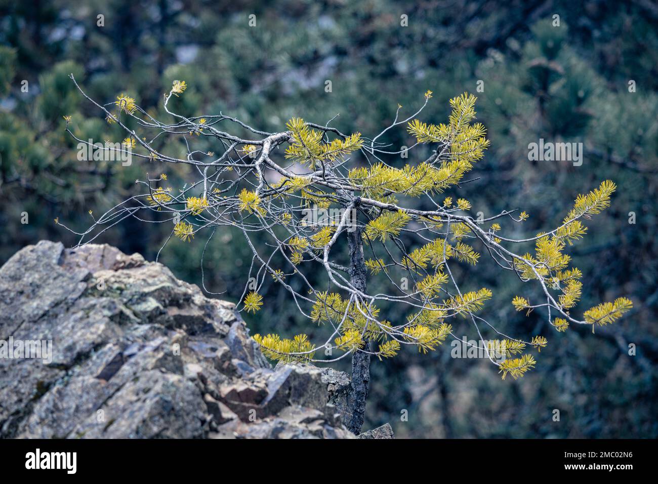 Conifer pine tree bush hi-res stock photography and images - Alamy