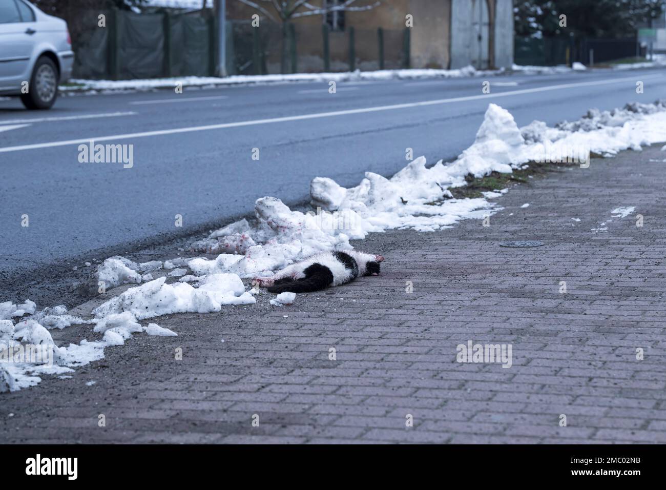 A free cat was run over Stock Photo - Alamy