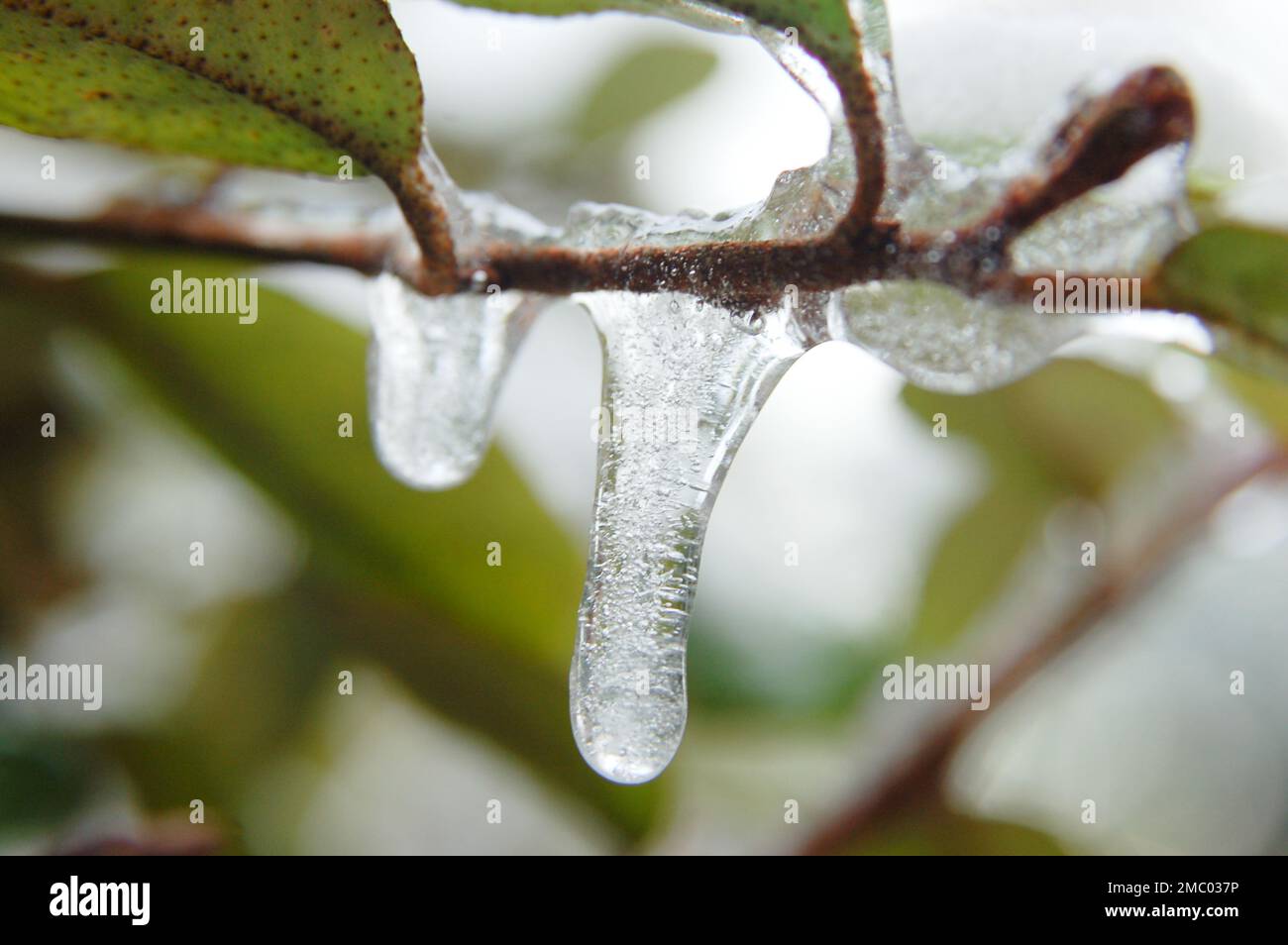 Frozen drop transformed into a stalactite by the cold, hanging from a ...