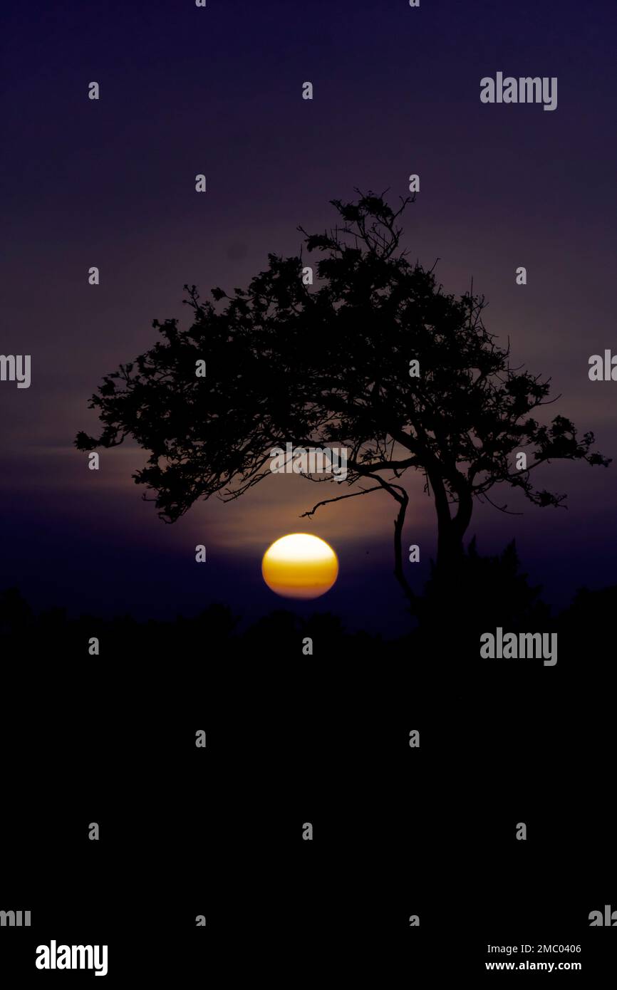 The sun rising in breathtaking dark sky under a tree - beautiful ...