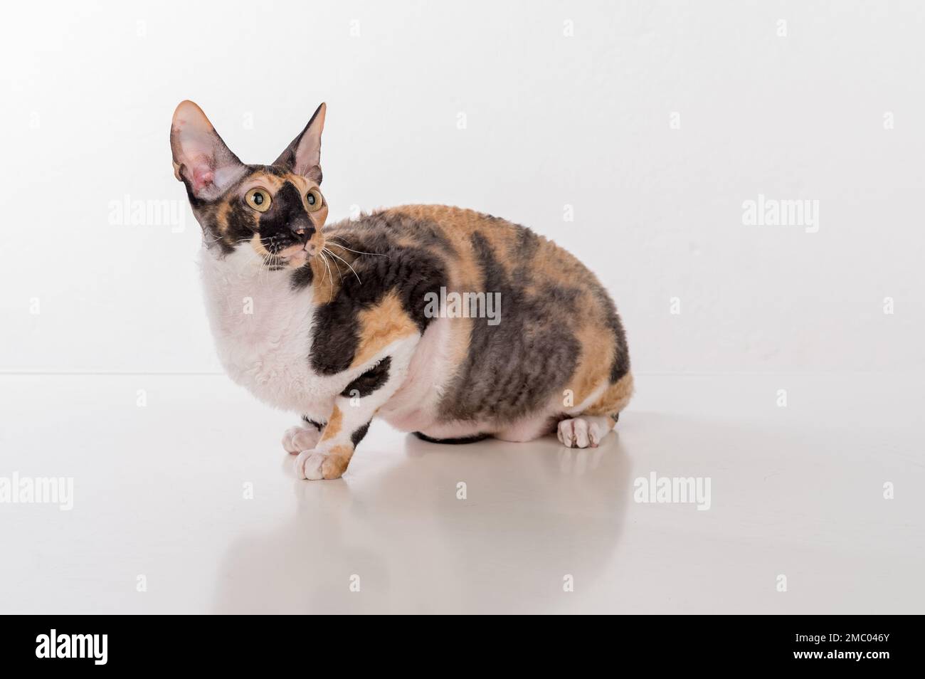Rex cornish domestic cat hi-res stock photography and images - Alamy
