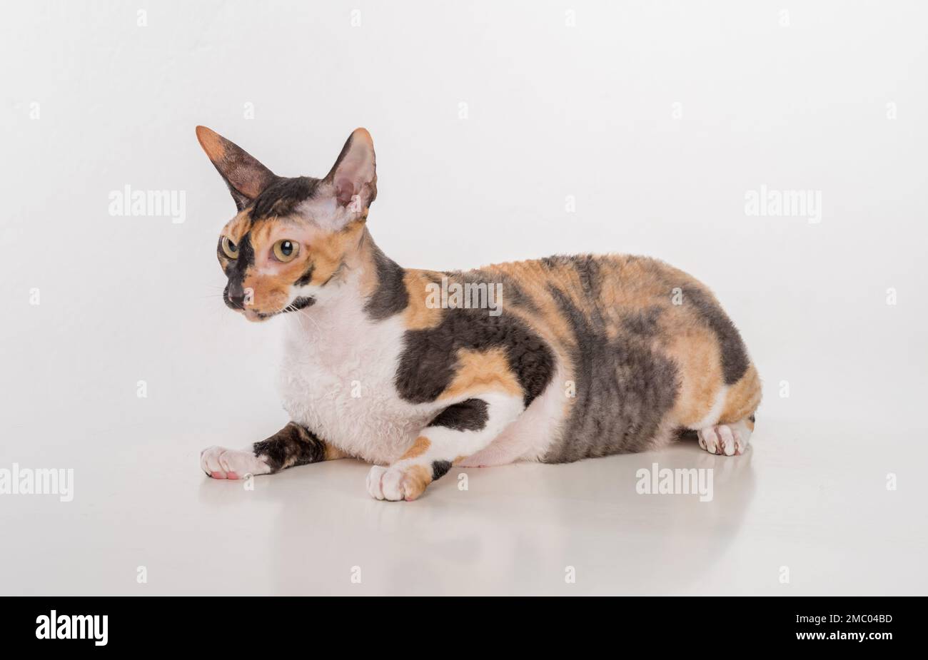 Cornish Rex Cat Isolated on White Background Stock Photo - Alamy