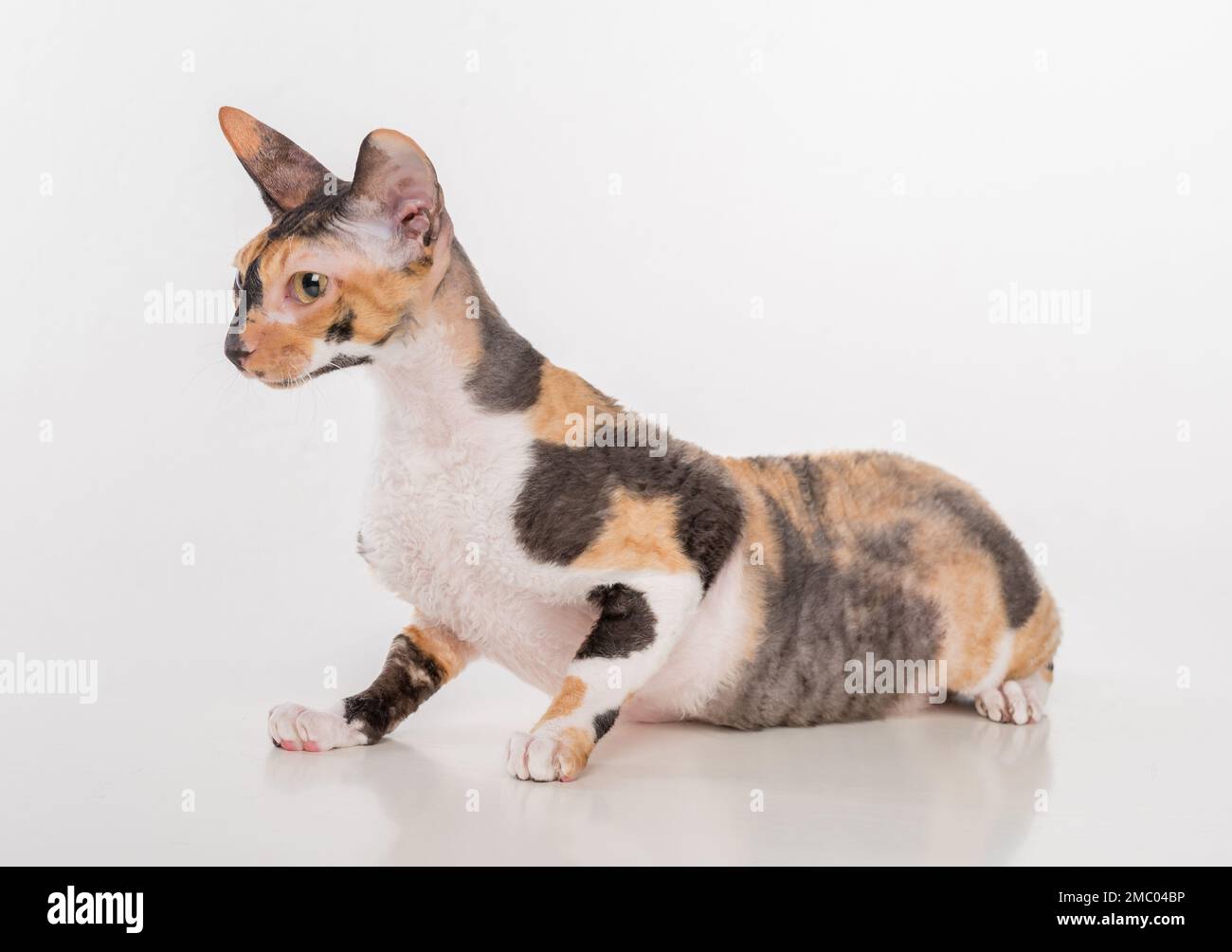 Cornish Rex Cat Isolated on White Background Stock Photo - Alamy