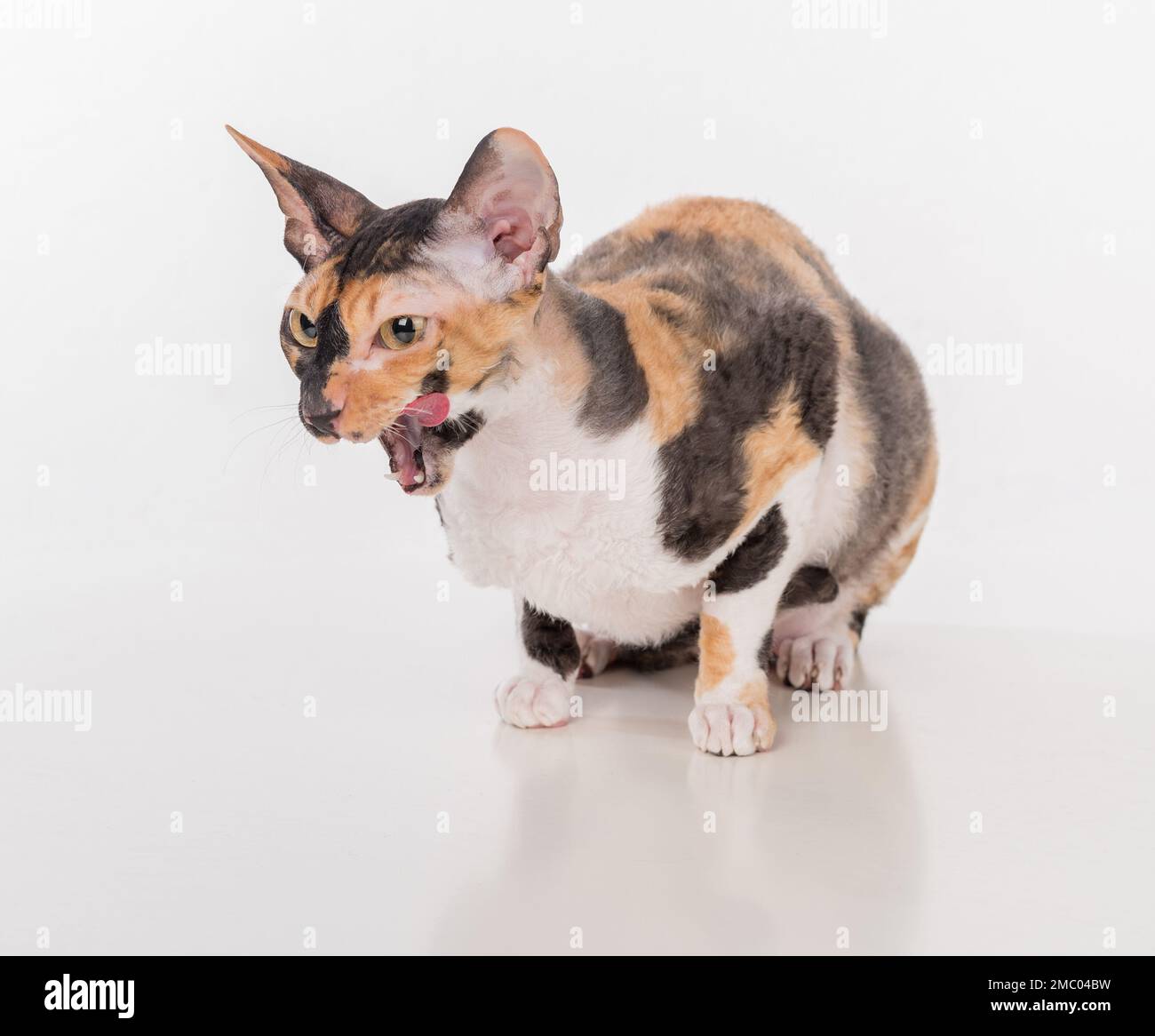 Cornish Rex Cat Isolated on White Background Stock Photo - Alamy