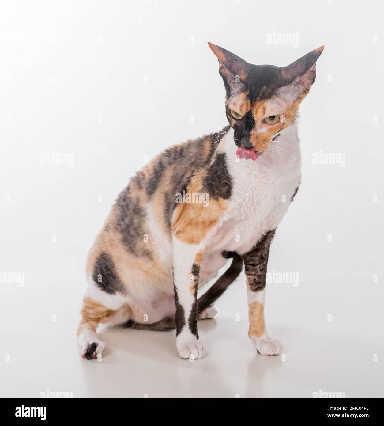 Cornish Rex Cat Isolated on White Background Stock Photo - Alamy