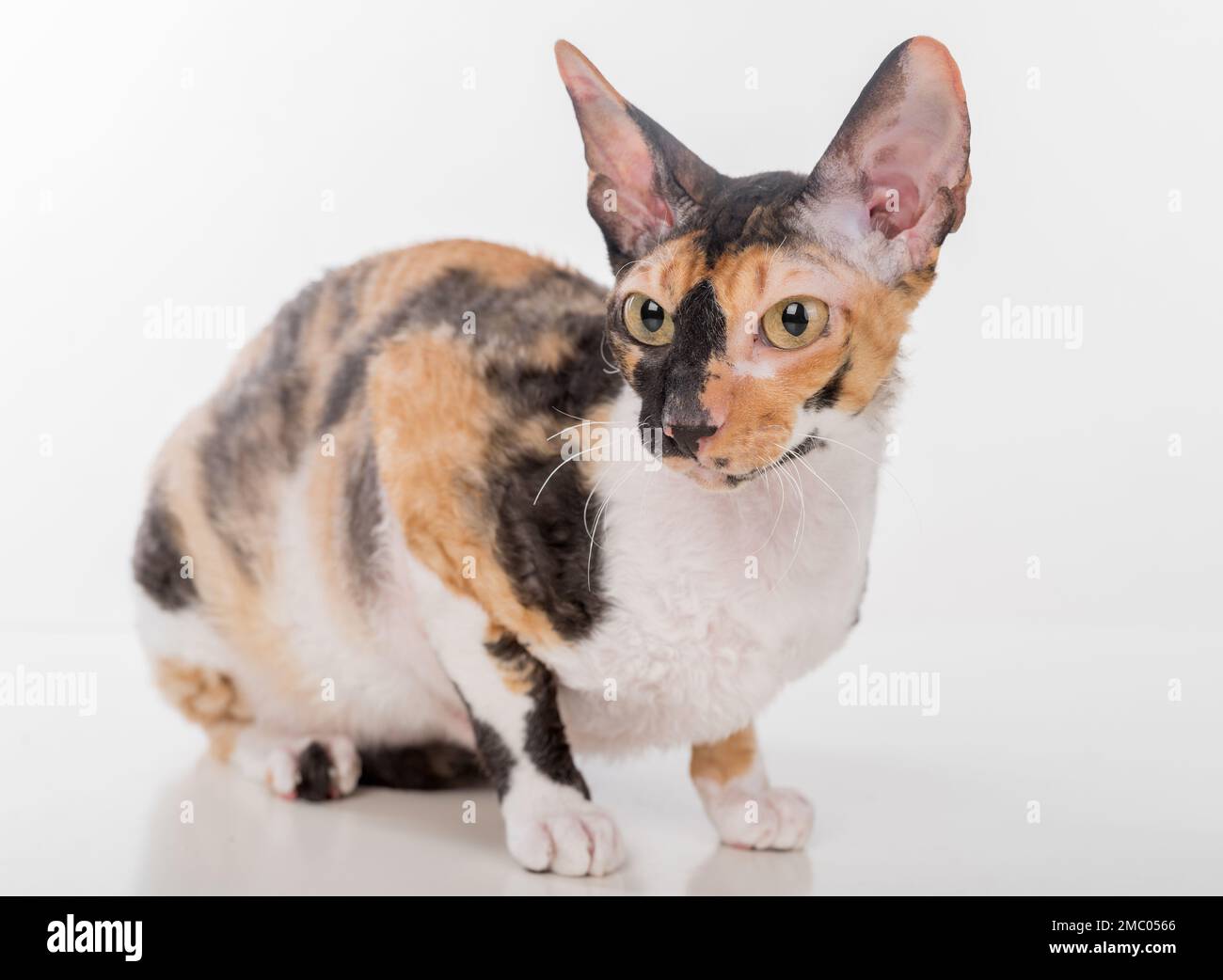 Cornish Rex Cat Isolated on White Background Stock Photo - Alamy