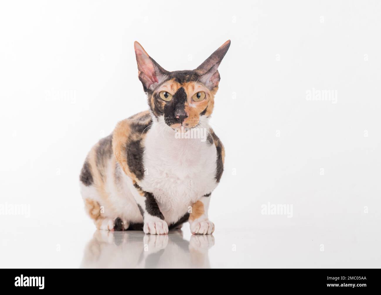 Cornish Rex Cat Isolated on White Background Stock Photo - Alamy