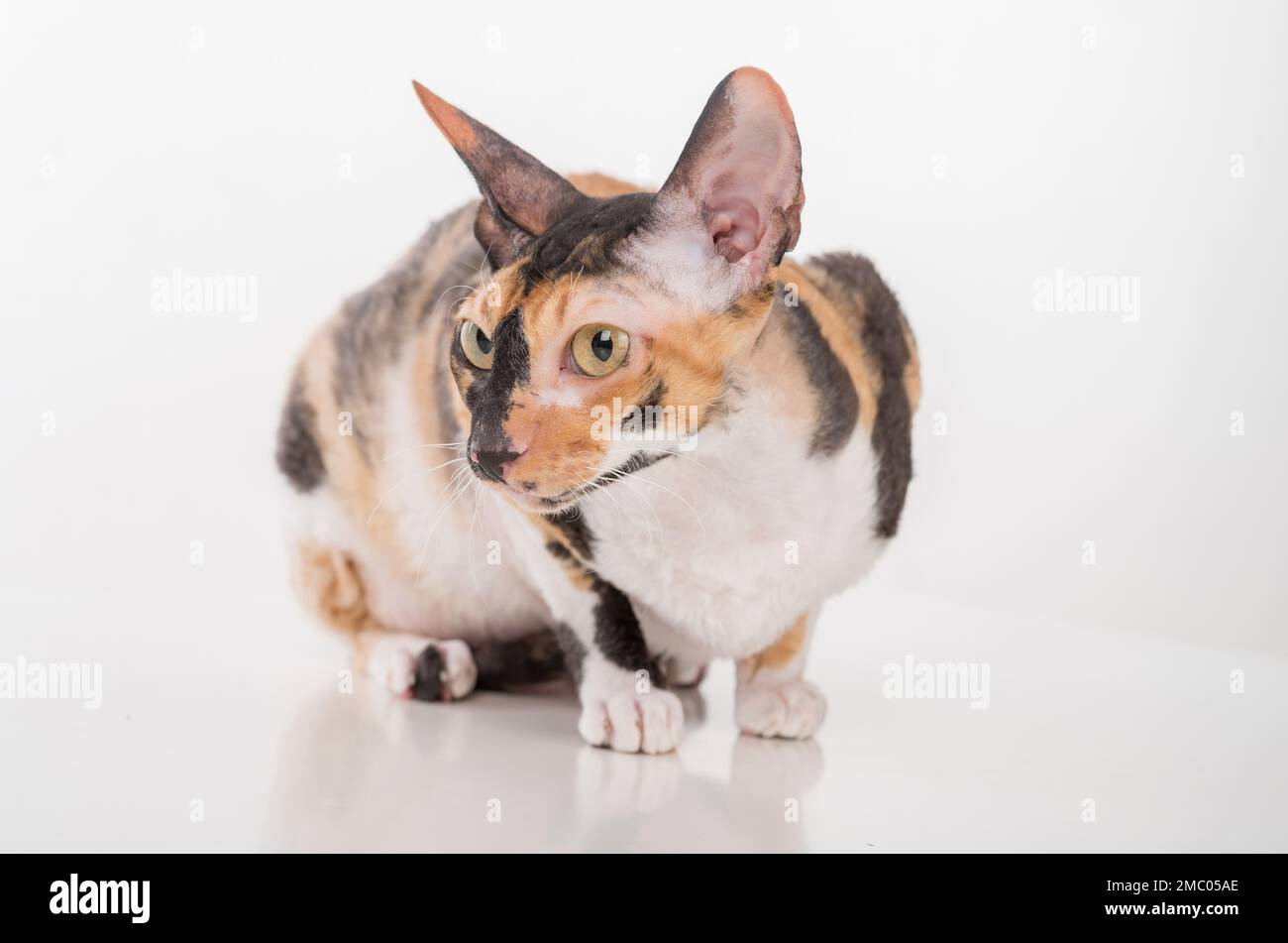 Rex cornish domestic cat hi-res stock photography and images - Alamy