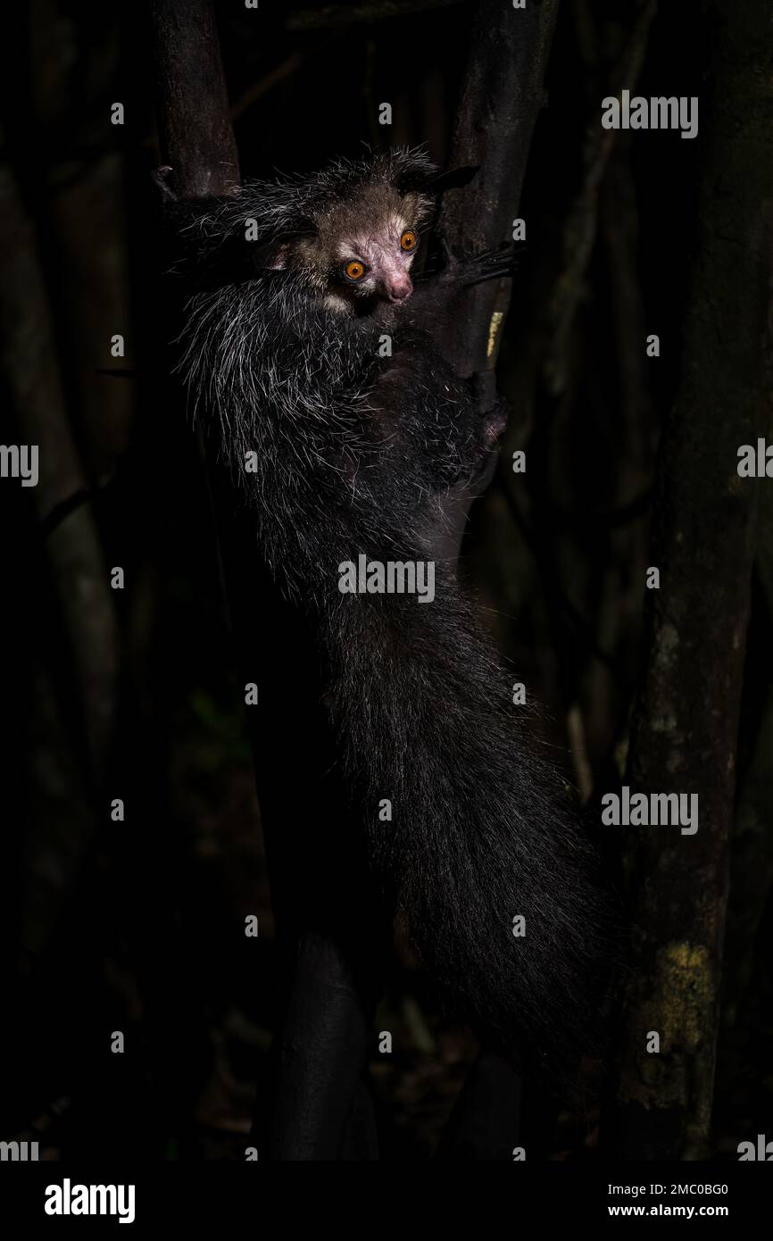 Aye-aye - Daubentonia madagascariensis, unique nocturnal primate ...