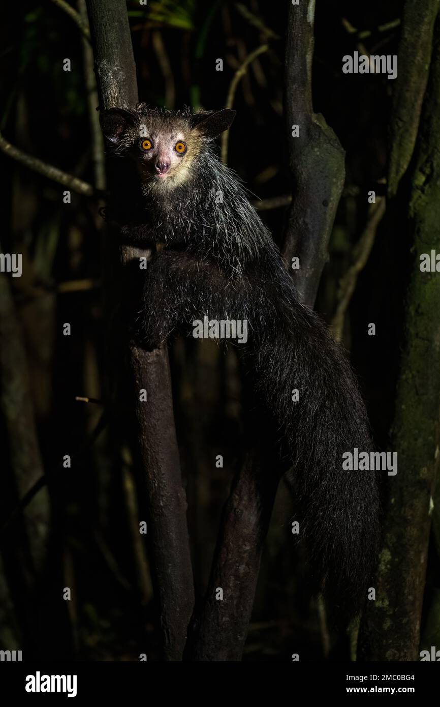 Aye-aye - Daubentonia madagascariensis, unique nocturnal primate ...