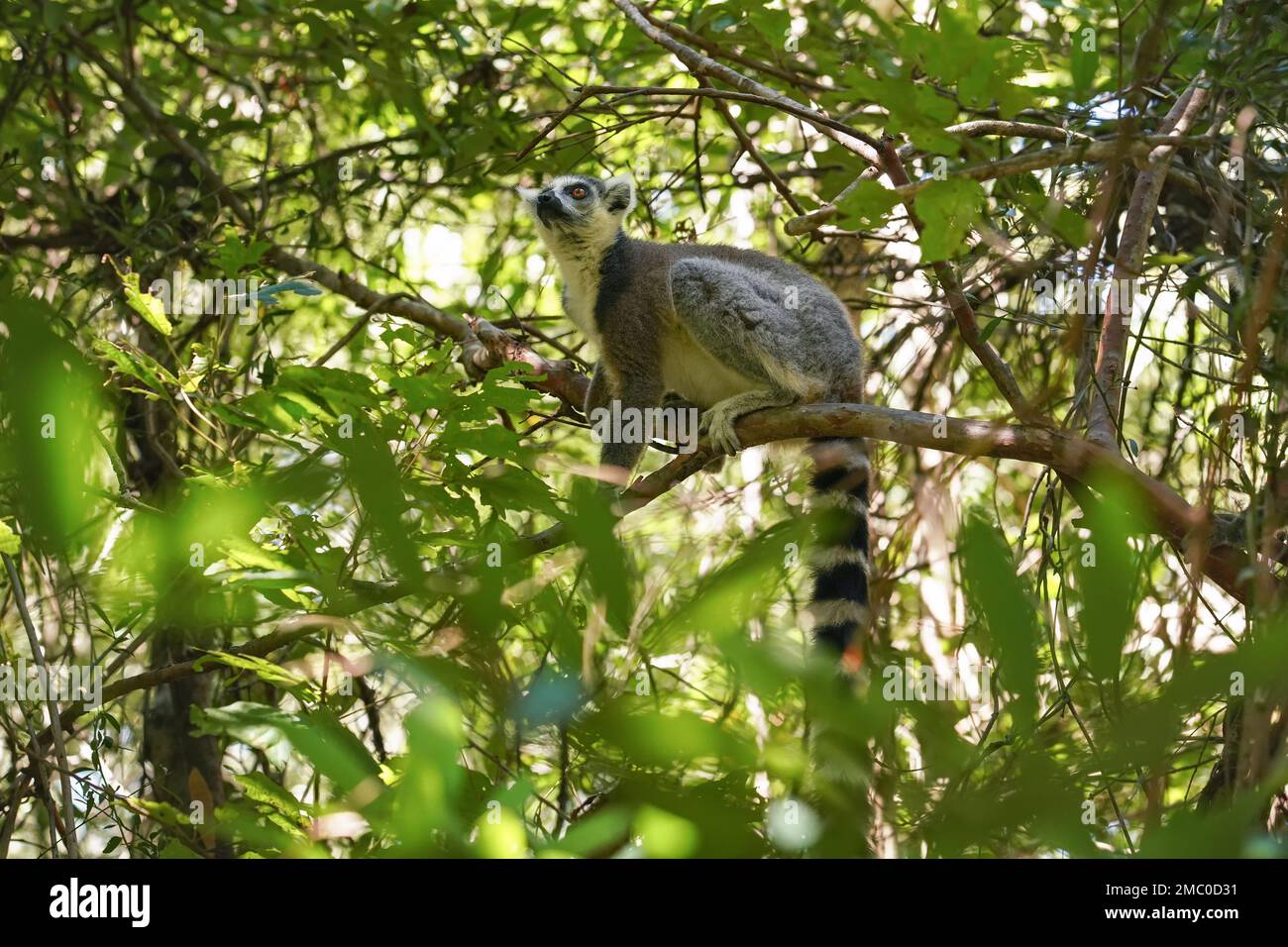 Ring-tailed lemurs Lemur catta sitting on tree in their natural habitat ...