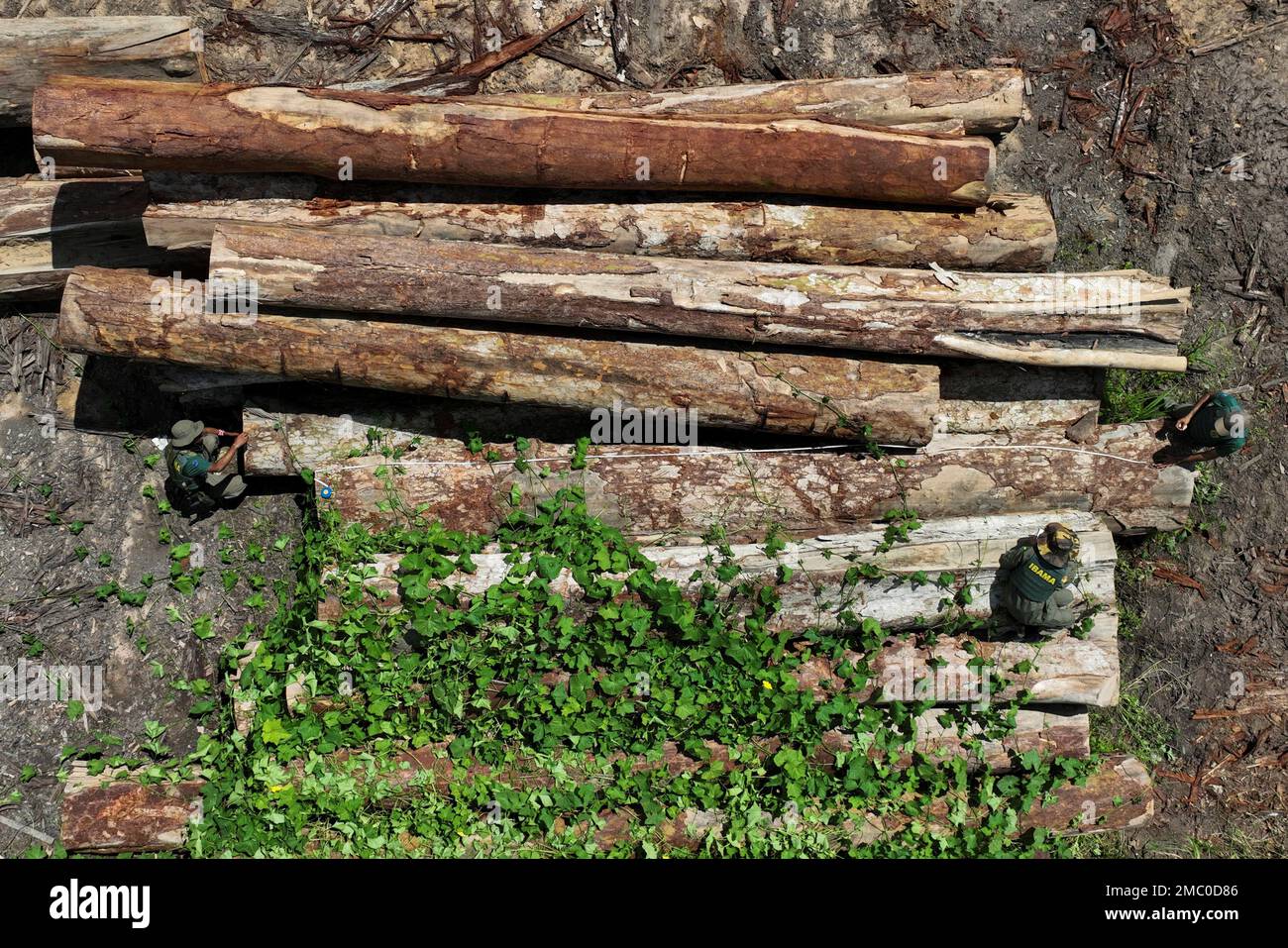 Combat deforestation hi-res stock photography and images - Alamy