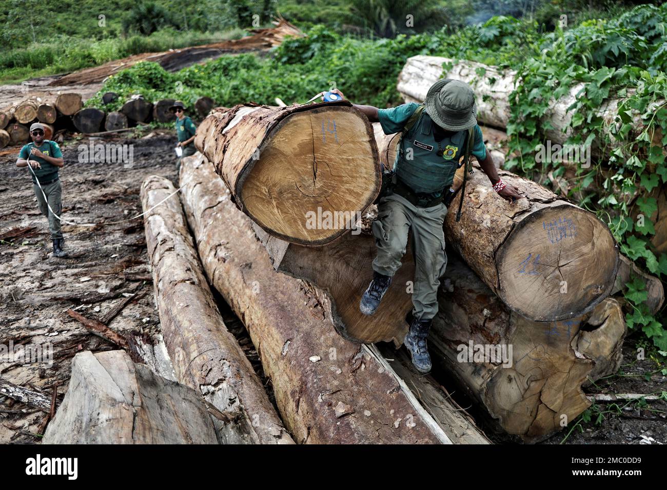 Combat deforestation hi-res stock photography and images - Alamy