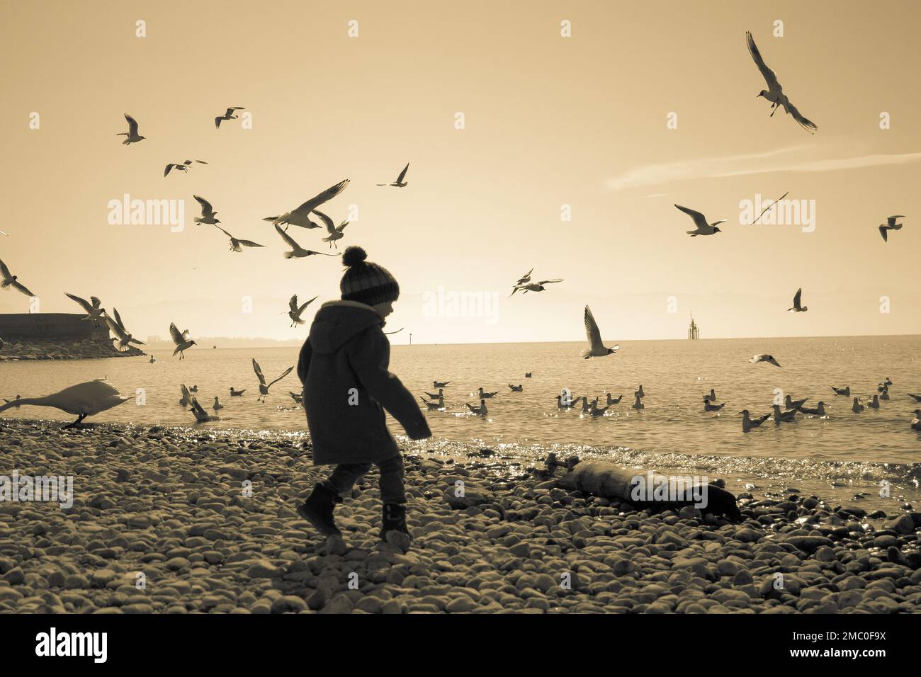 child playing with birds Stock Photo - Alamy