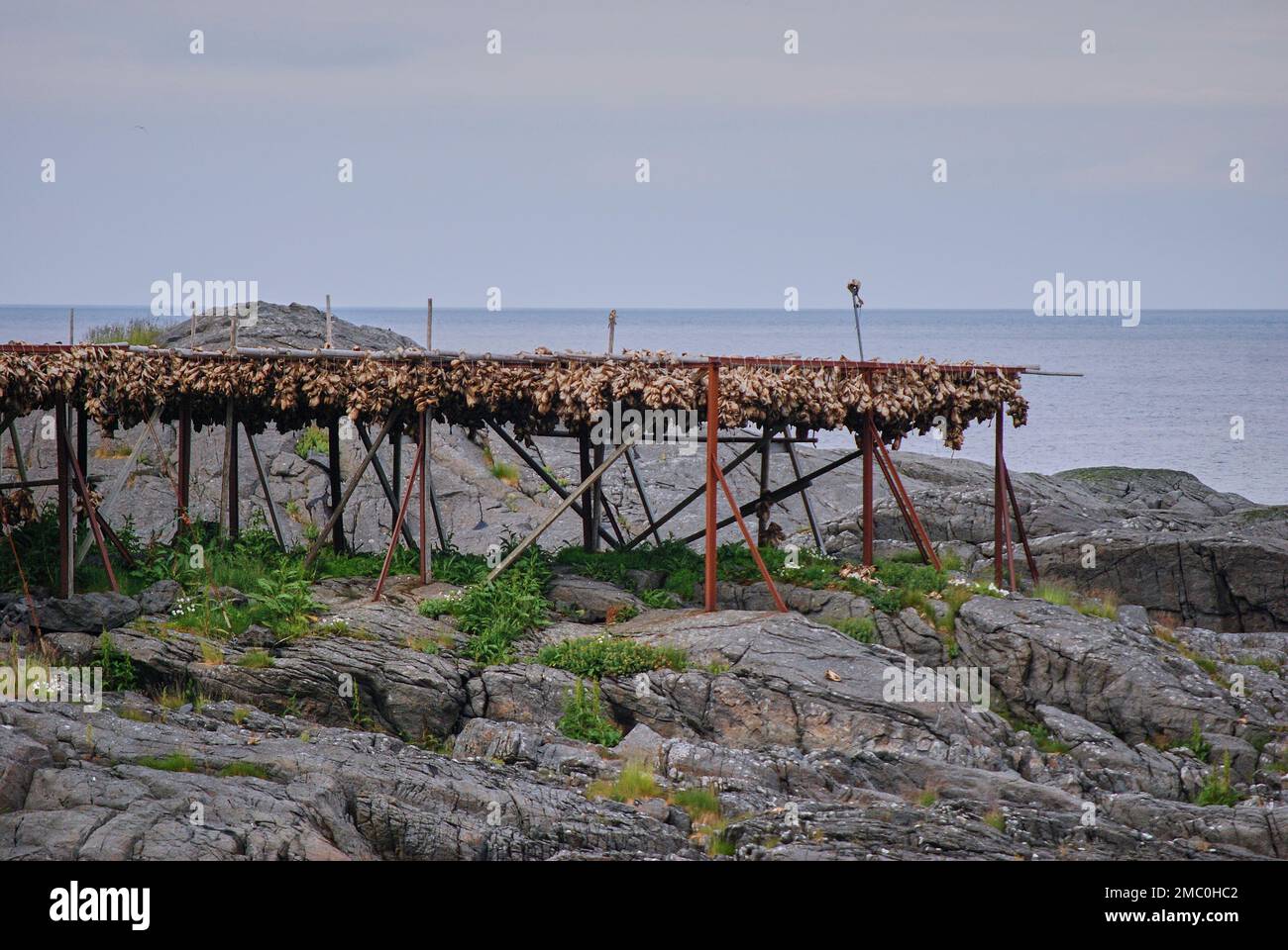 wooden stand to dry cod fish for conservation in the summer months on ...