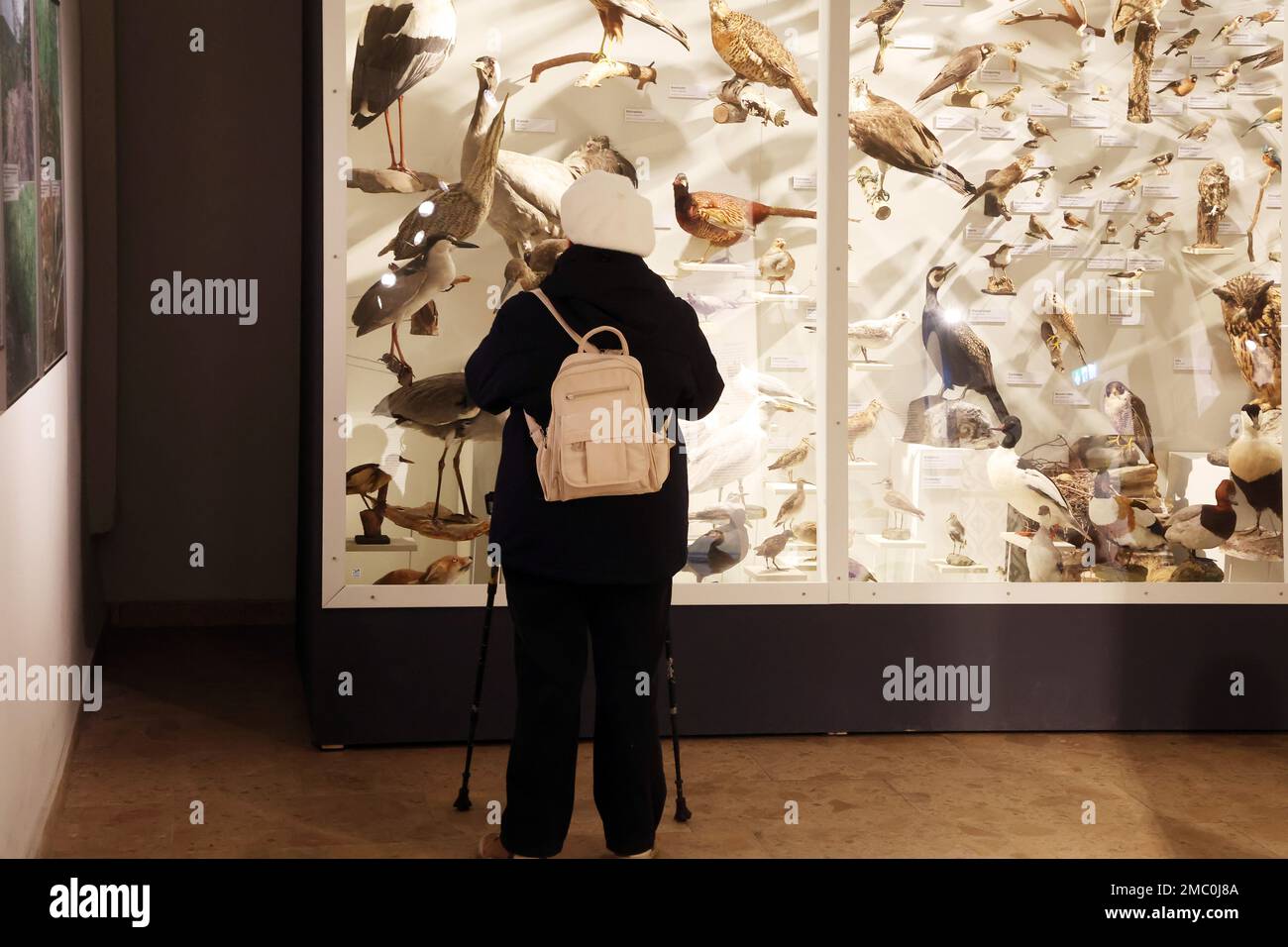 Gera, Germany. 21st Jan, 2023. A visitor looks at exhibited birds in a ...