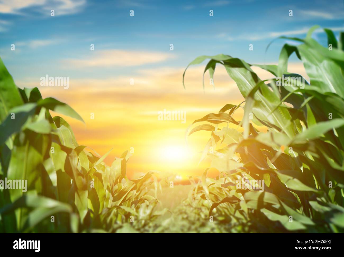 Corn field on sunset sky background Stock Photo - Alamy