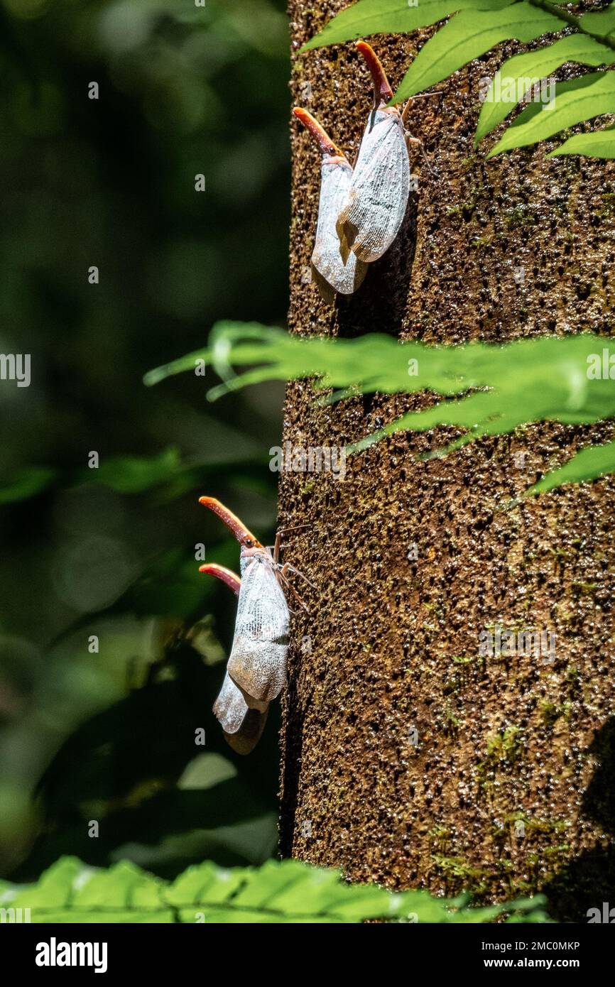 White Lantern Flies (Pyrops candelaria) at Mulu National Park, Borneo ...