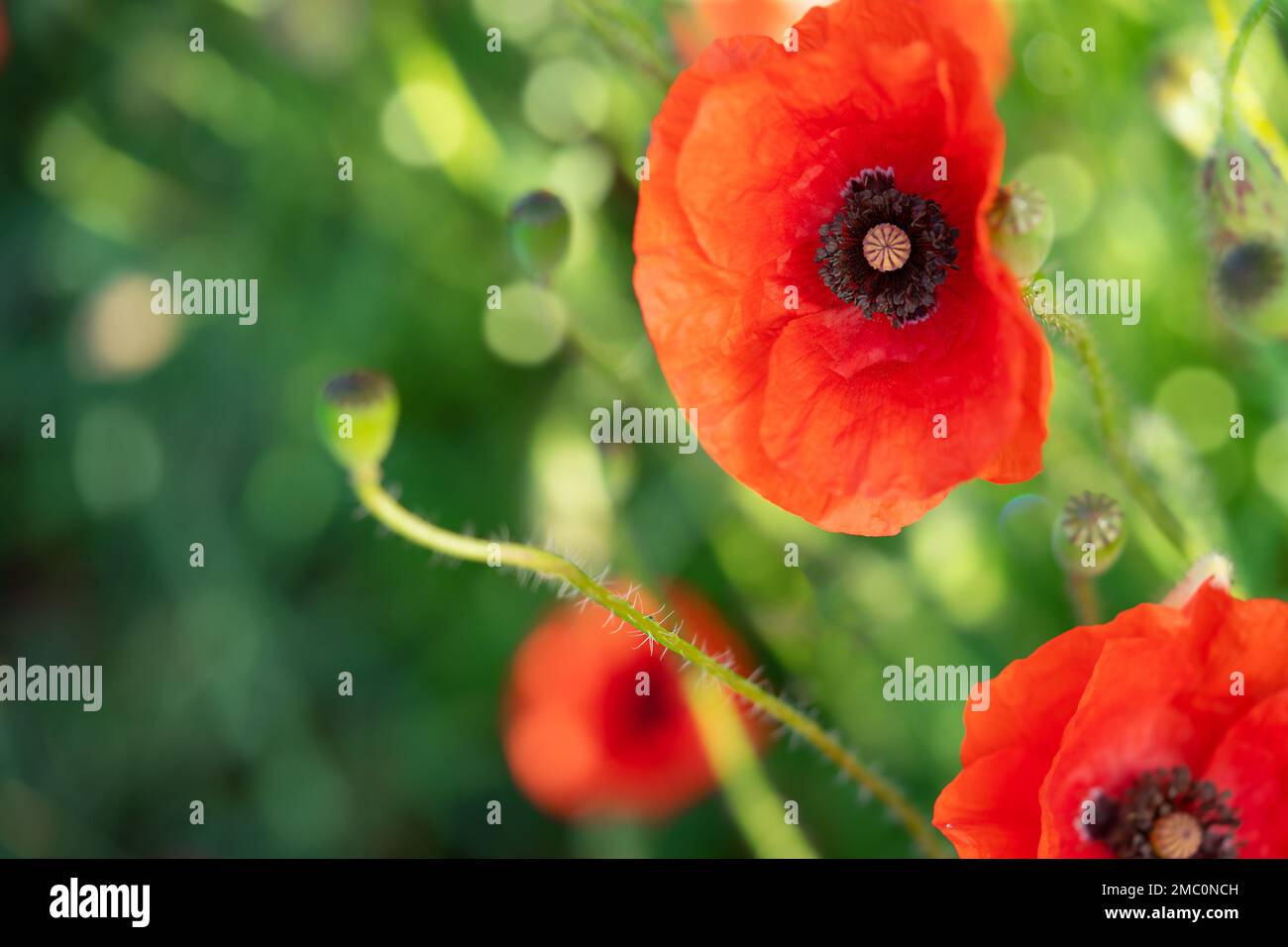 Wild poppy flowers field on natural green background. Copy space Stock ...