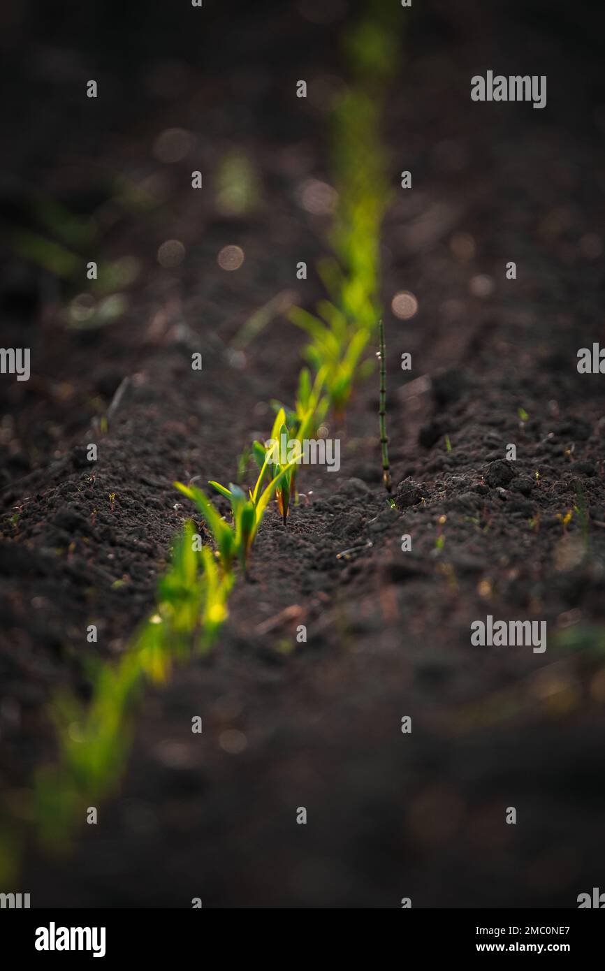 Fresh green sprouts of maize in spring on the field, soft focus ...