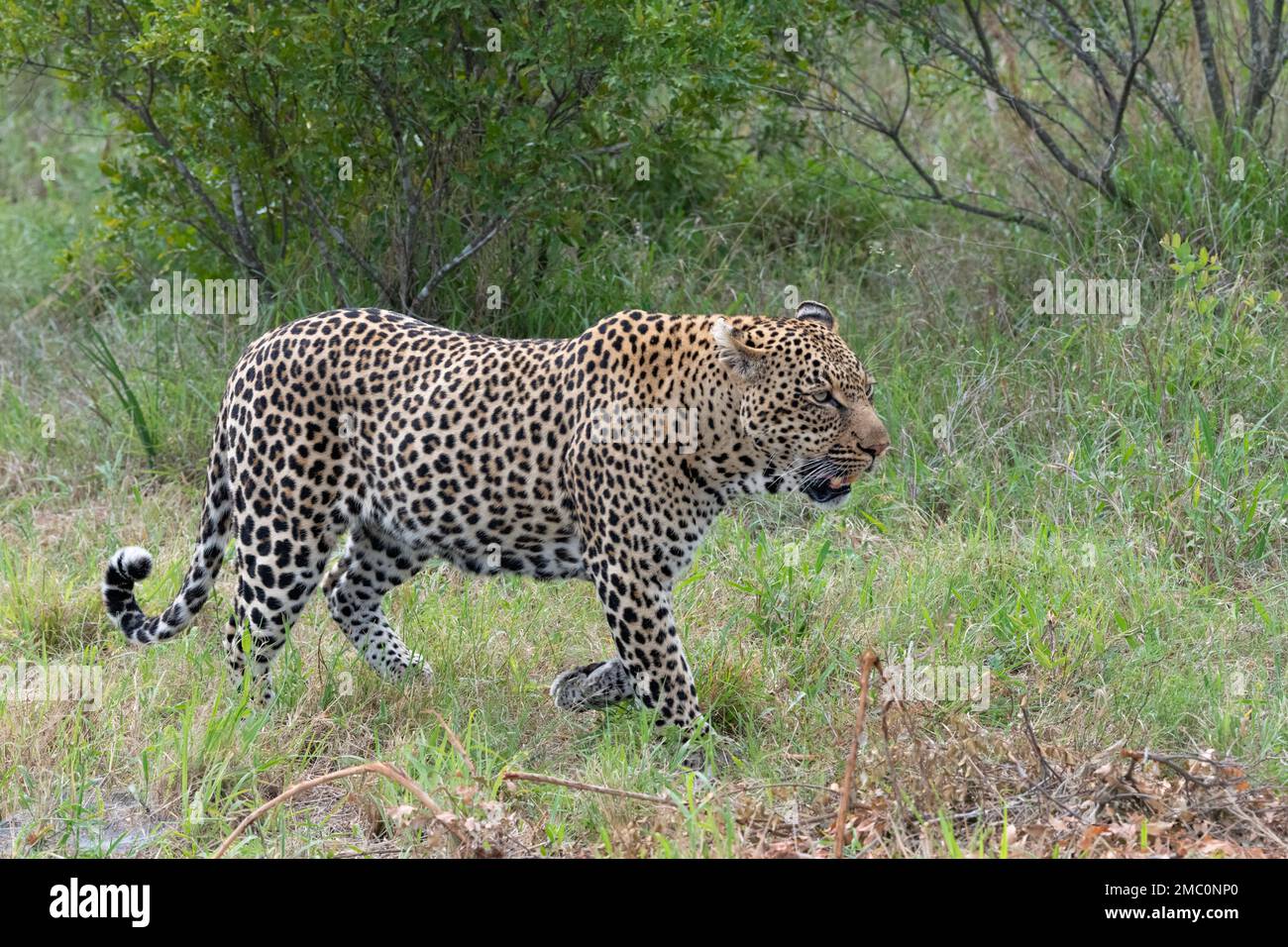 Powerful male Leopard prowling in the green grasses of the Kruger ...