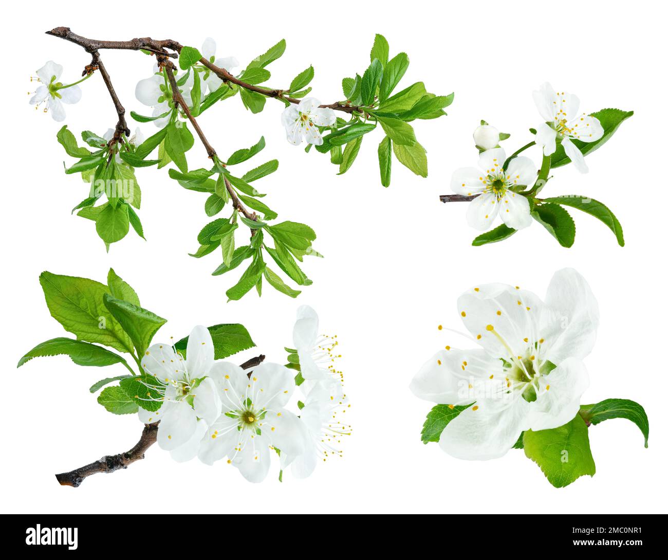 Collection of plum tree flowers on branch isolated on white background ...