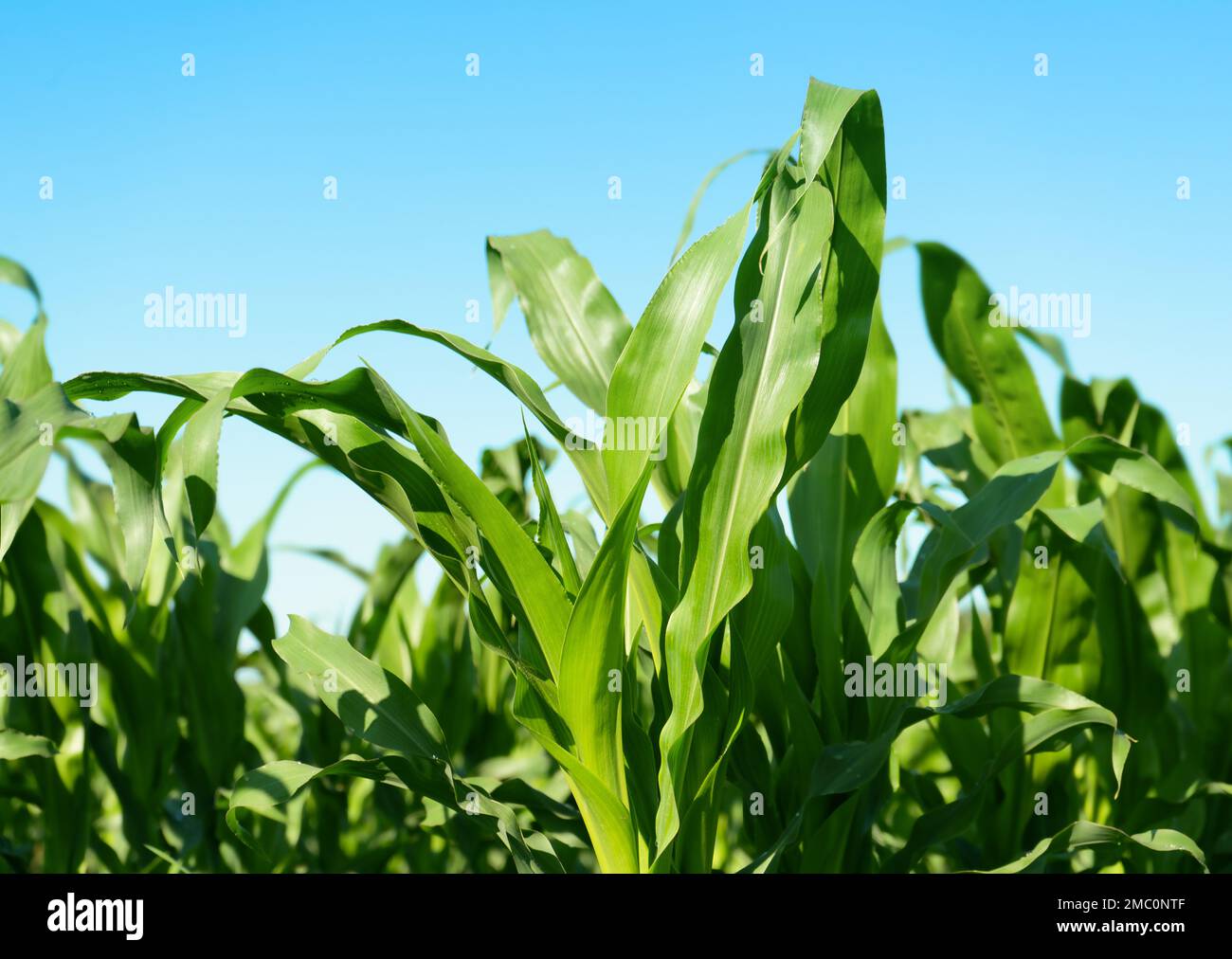 Corn plant growth on agricultural field on blue sky background Stock ...