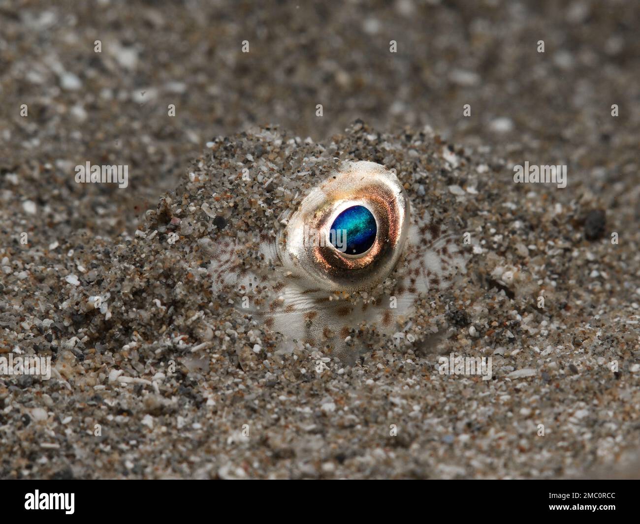 Eye of a yellow-spotted pufferfish Stock Photo - Alamy