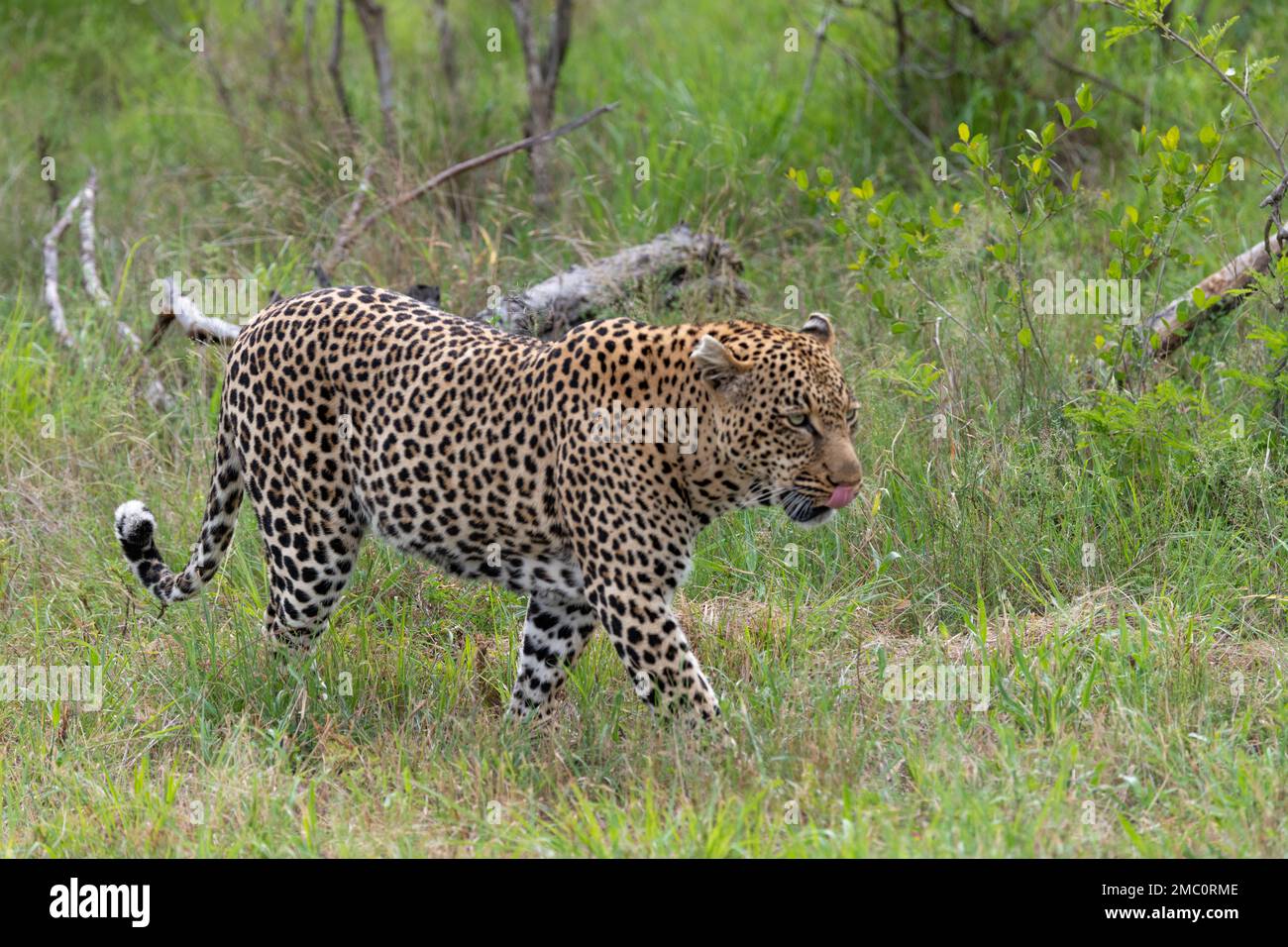 large powerful male leopard prowling in the green grass savannah in the ...