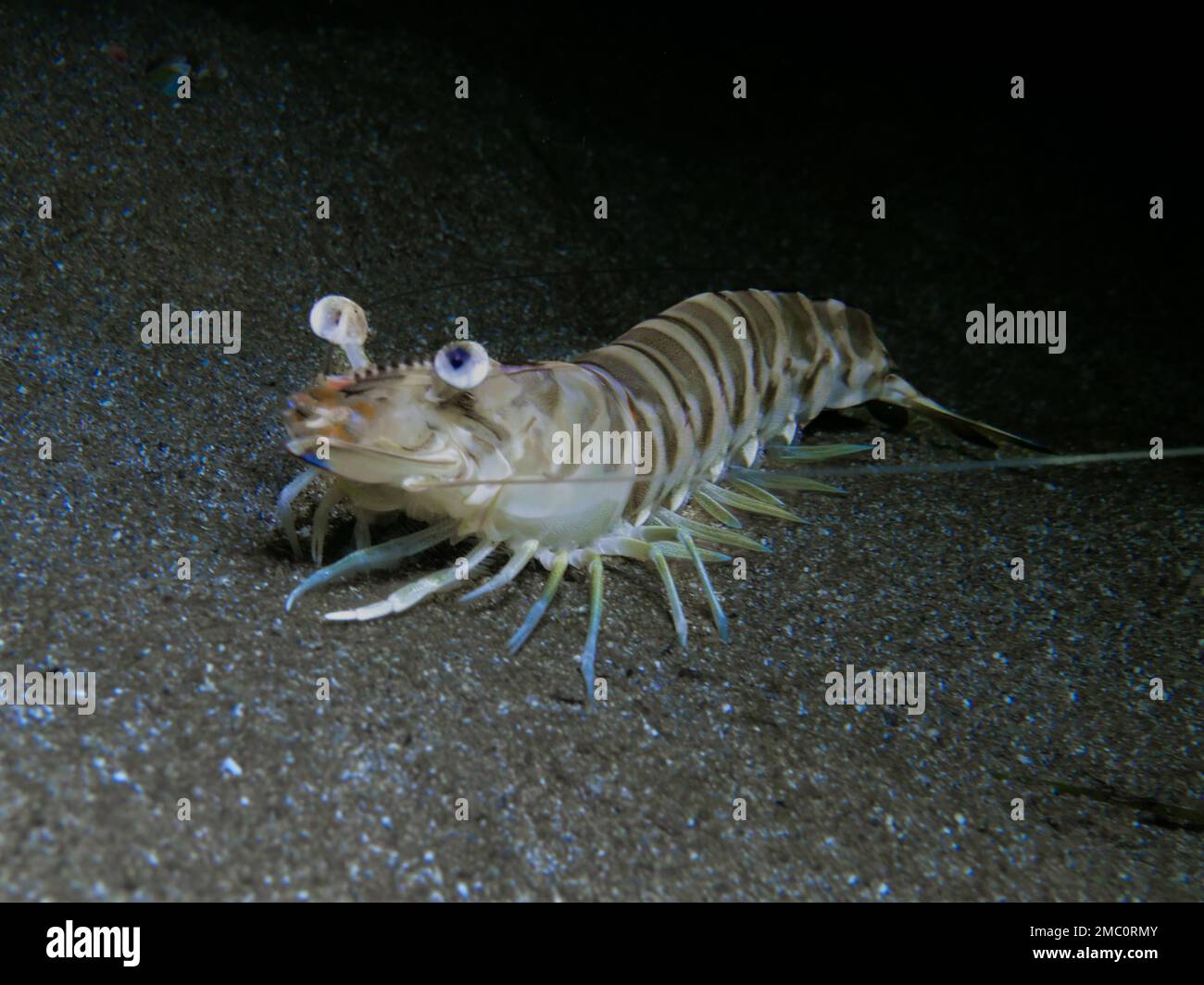 Invasive shrimp in the mediterranean sea hi-res stock photography and ...