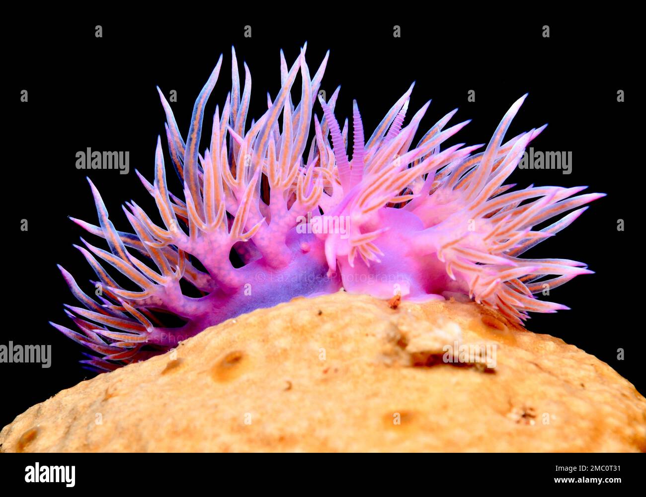 Pink-purple nudibranch Flabellina affinis from Cyprus Stock Photo - Alamy