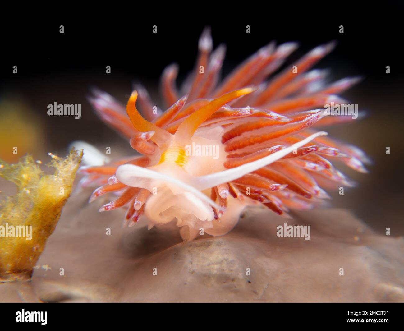 Stinging cells nudibranch hi-res stock photography and images - Alamy
