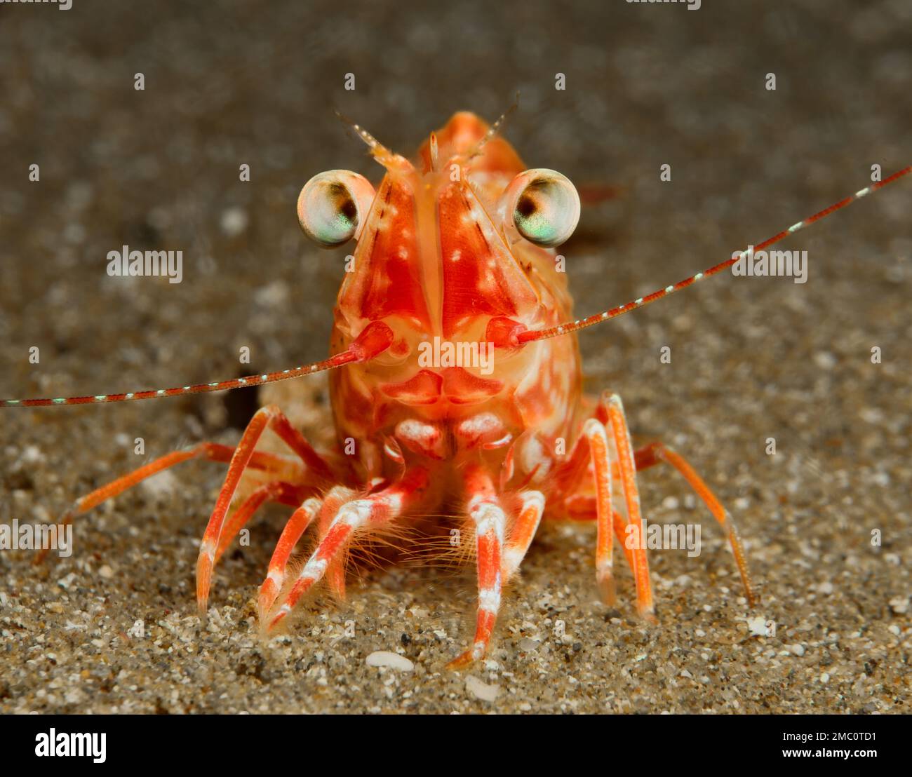 Red shrimp from Cyprus Stock Photo - Alamy