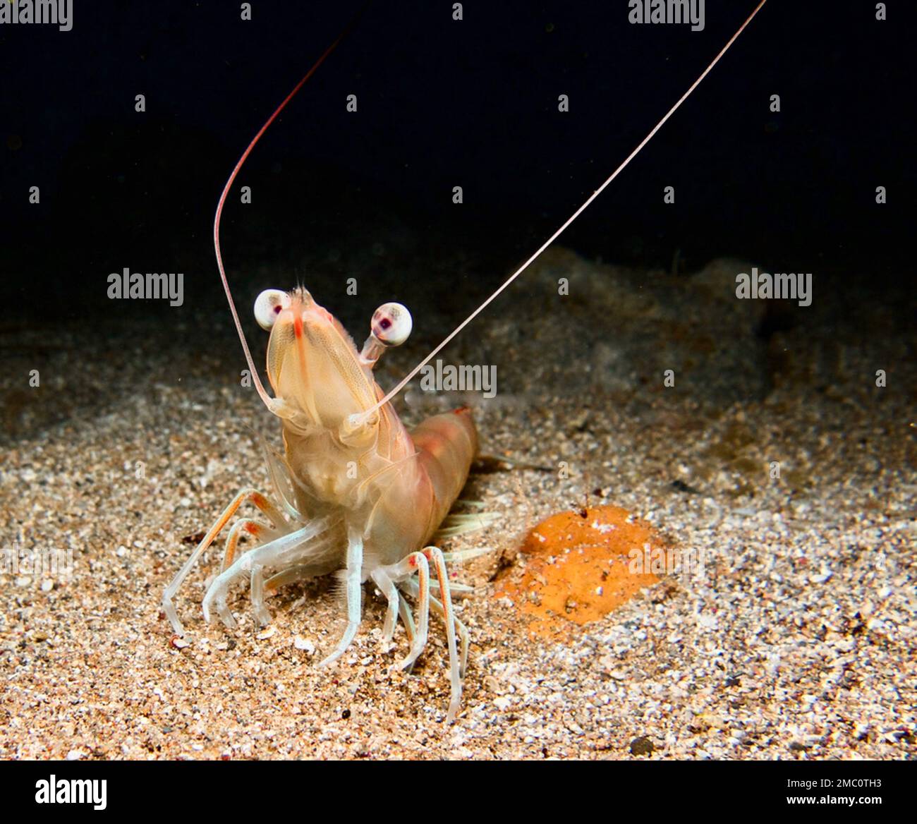 Invasive shrimp in the mediterranean sea hi-res stock photography and ...