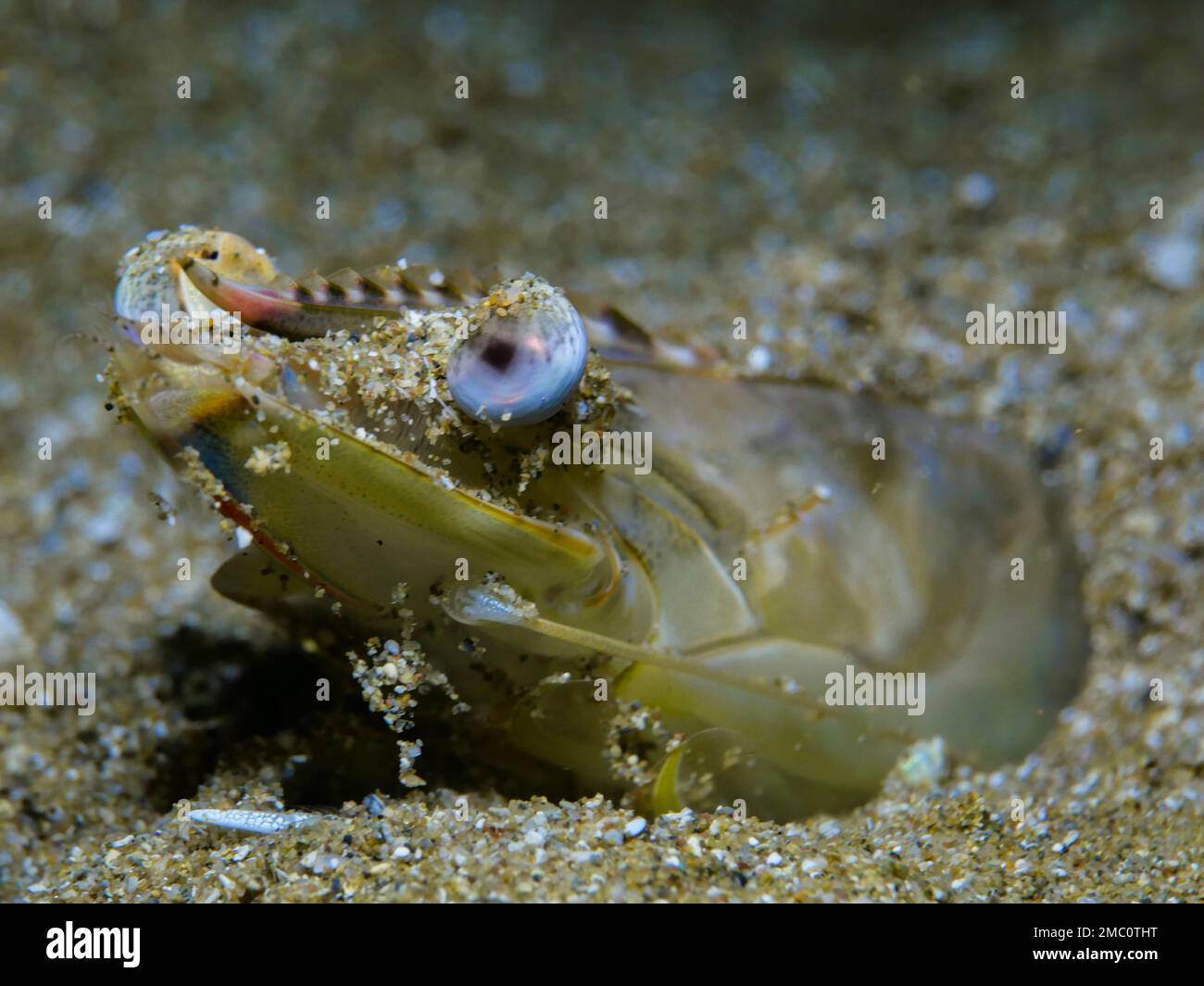 Rare green coloured shrimp from Cyprus Stock Photo - Alamy